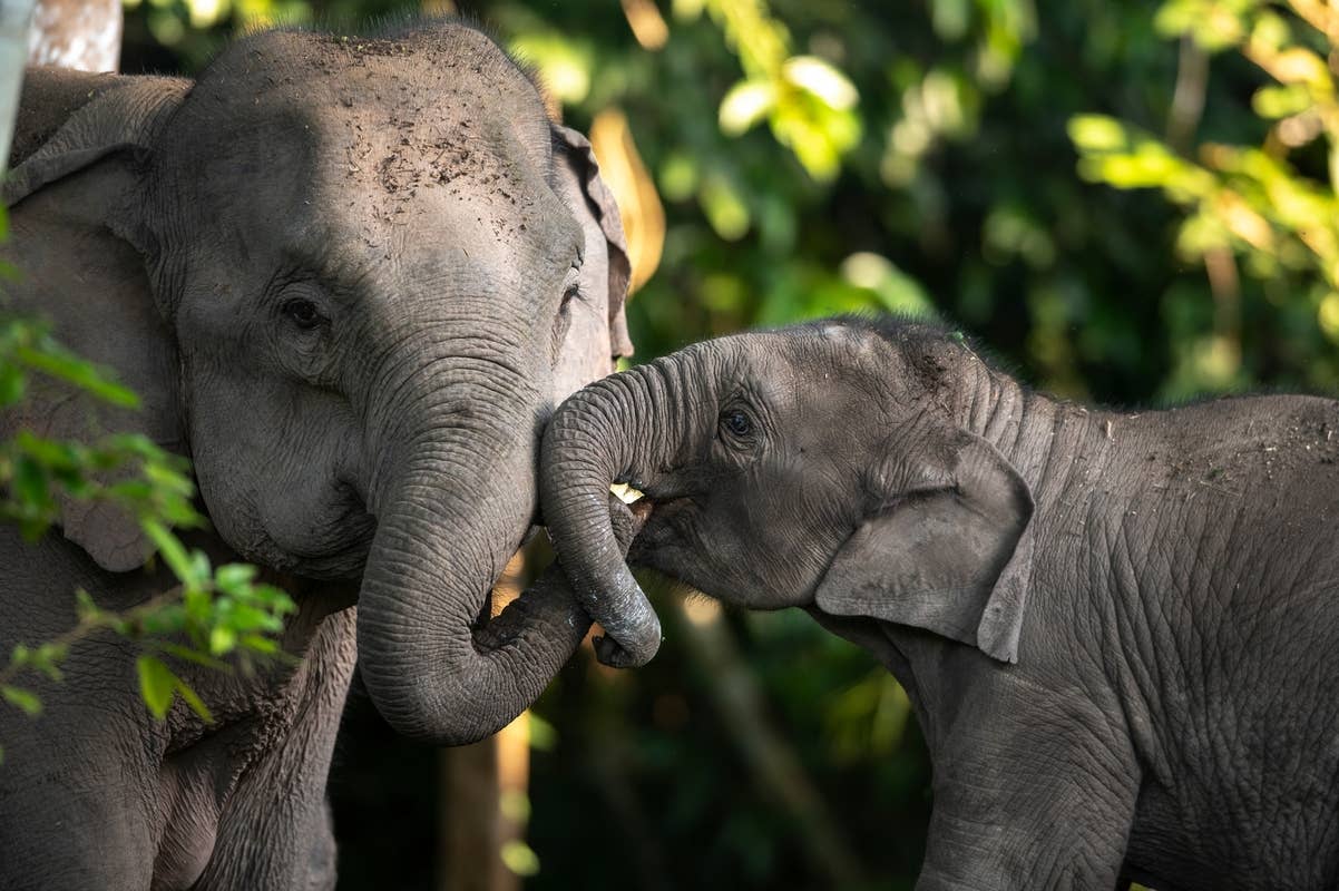 Video of Baby Elephant Bonding with her Mama and Auntie Is a Pure ...