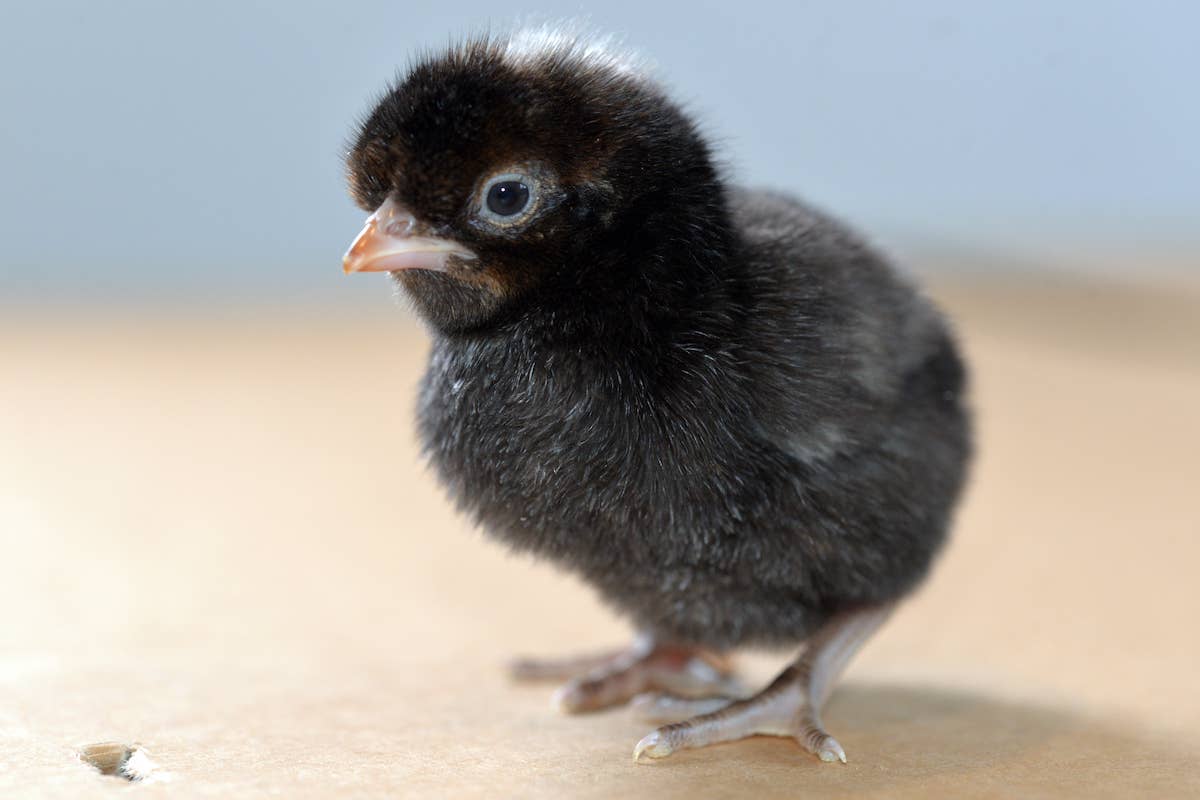 Precious Disabled Chick in Stompy Shoes Makes the Cutest Tippy Tappies ...