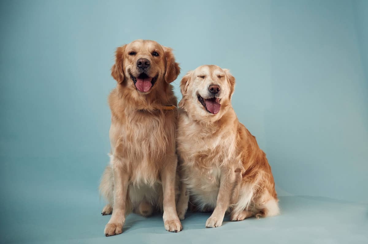 Sweet Pair of Golden Retrievers Prove They're the Best Babysitters For ...