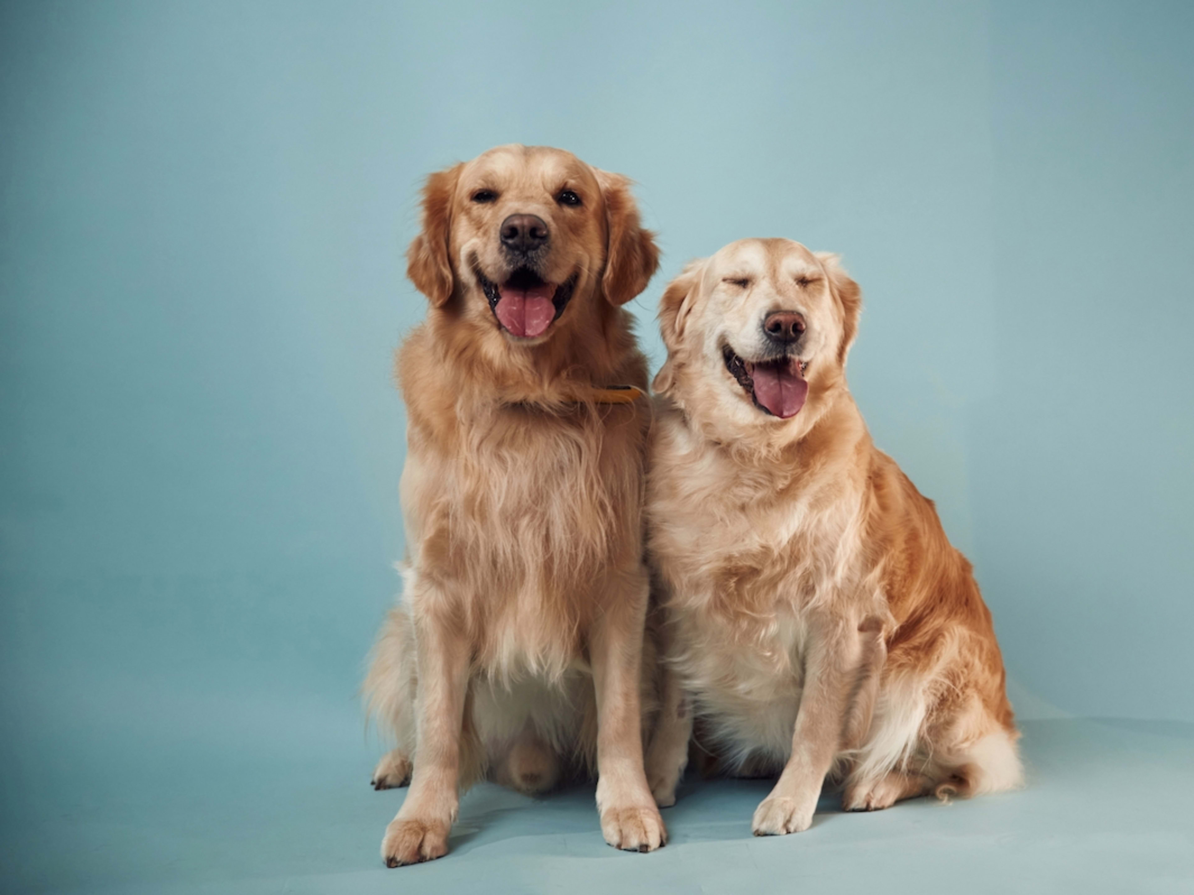 Sweet Pair of Golden Retrievers Prove They're the Best Babysitters For ...