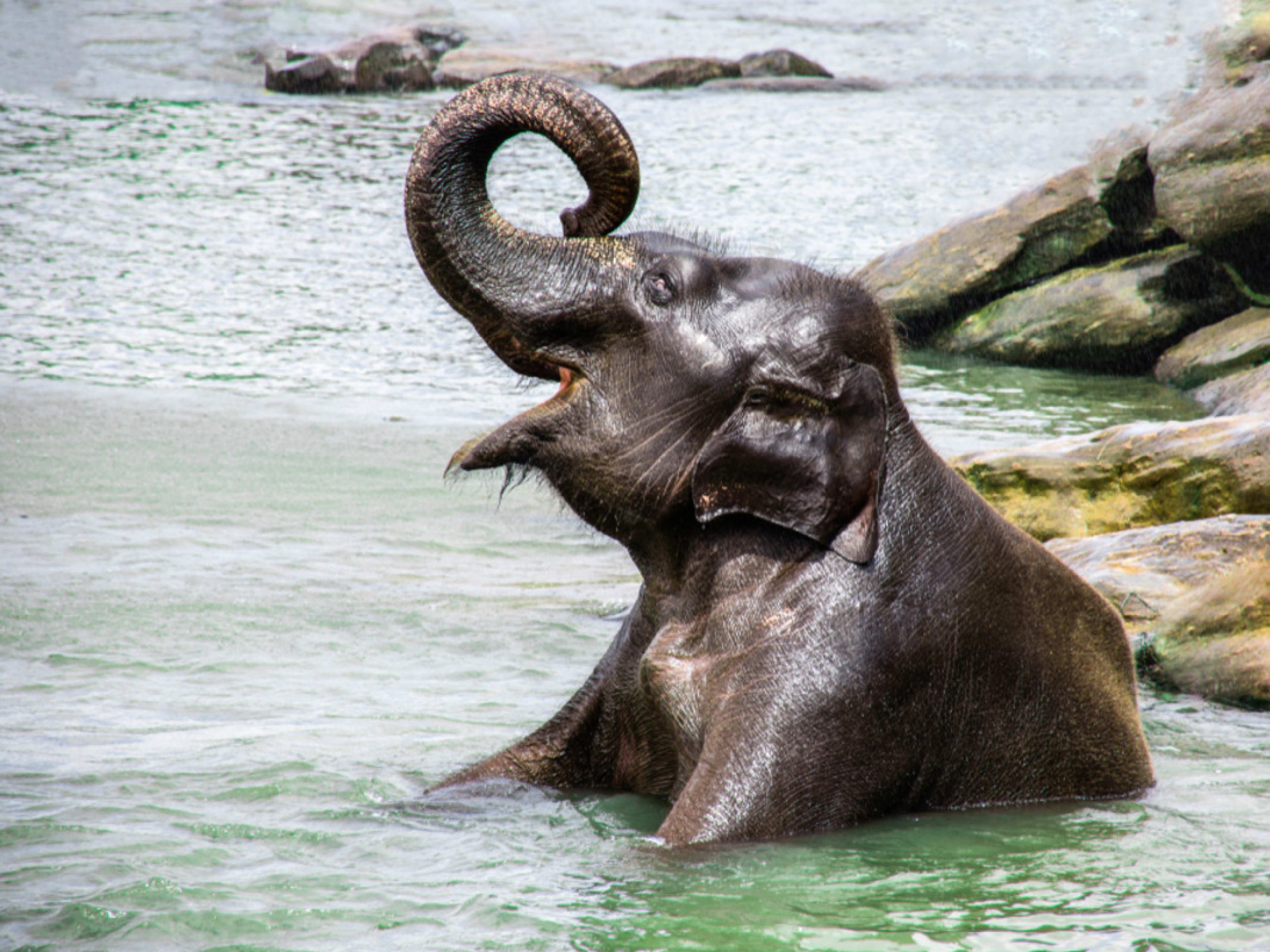 Baby Elephant ‘Splish Splashing’ at the Indianapolis Zoo Is Too Cute to ...