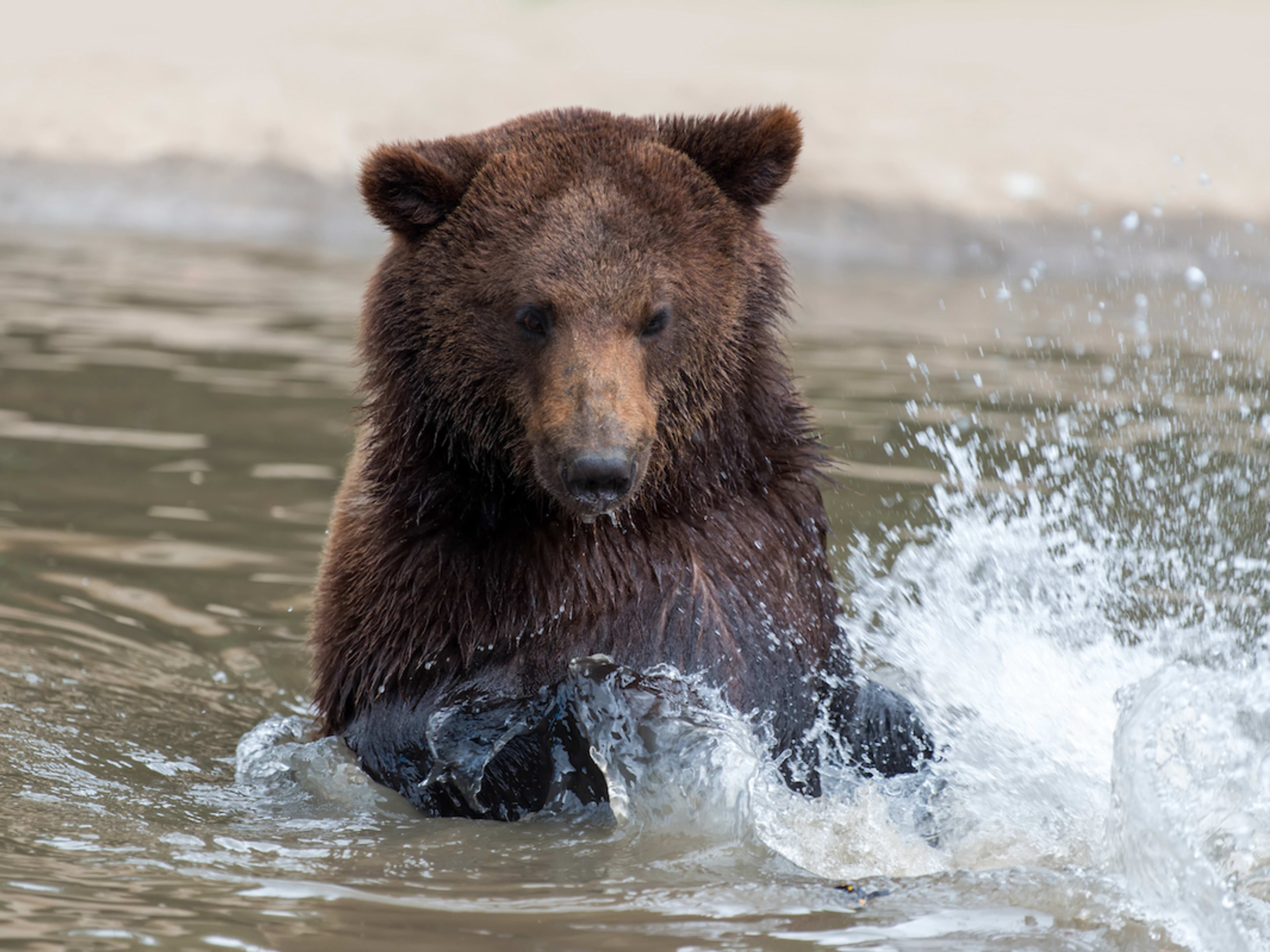 Unbothered California Black Bear Celebrates Summer With Epic Pool Day ...