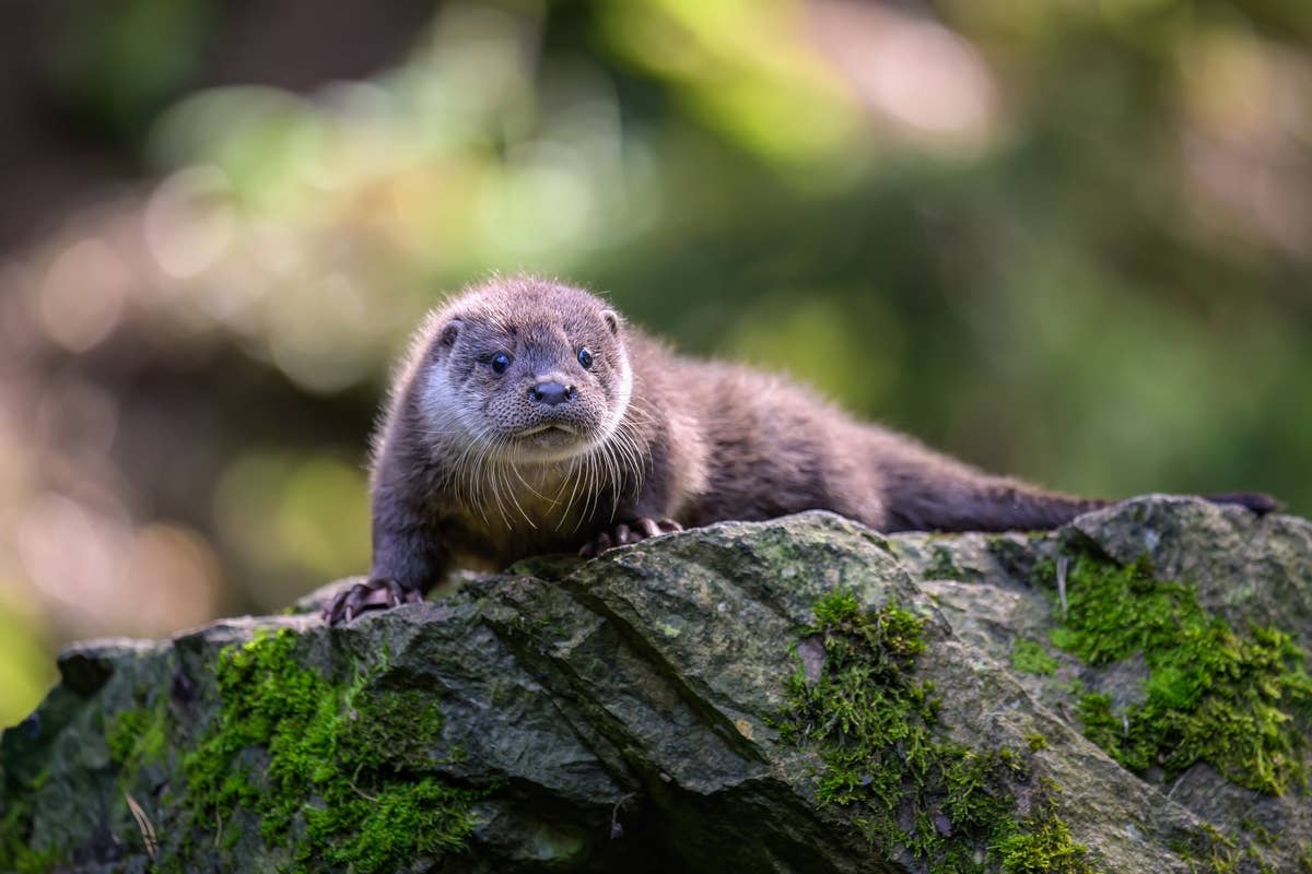 Jealous Otter Throws an 'Otterly' Outrageous Fit Over Sibling Rivalry ...