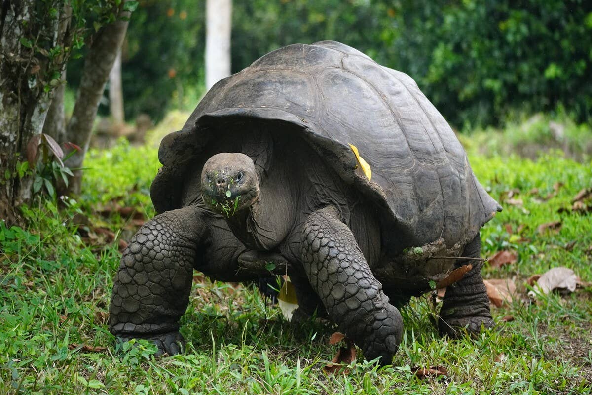 Florida Zoo Tortoise Celebrates Father’s Day for the First Time While ...