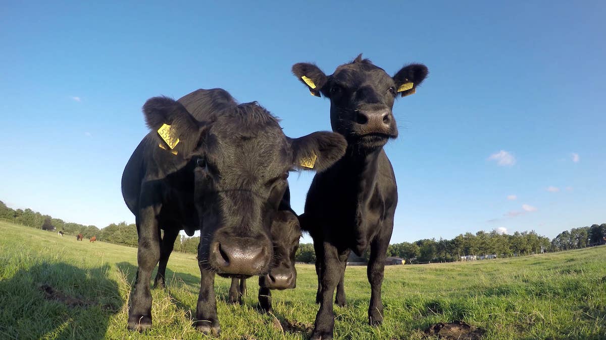 Cows' Heartwarming Curiosity Toward Little Girl Could Bring Anyone to ...