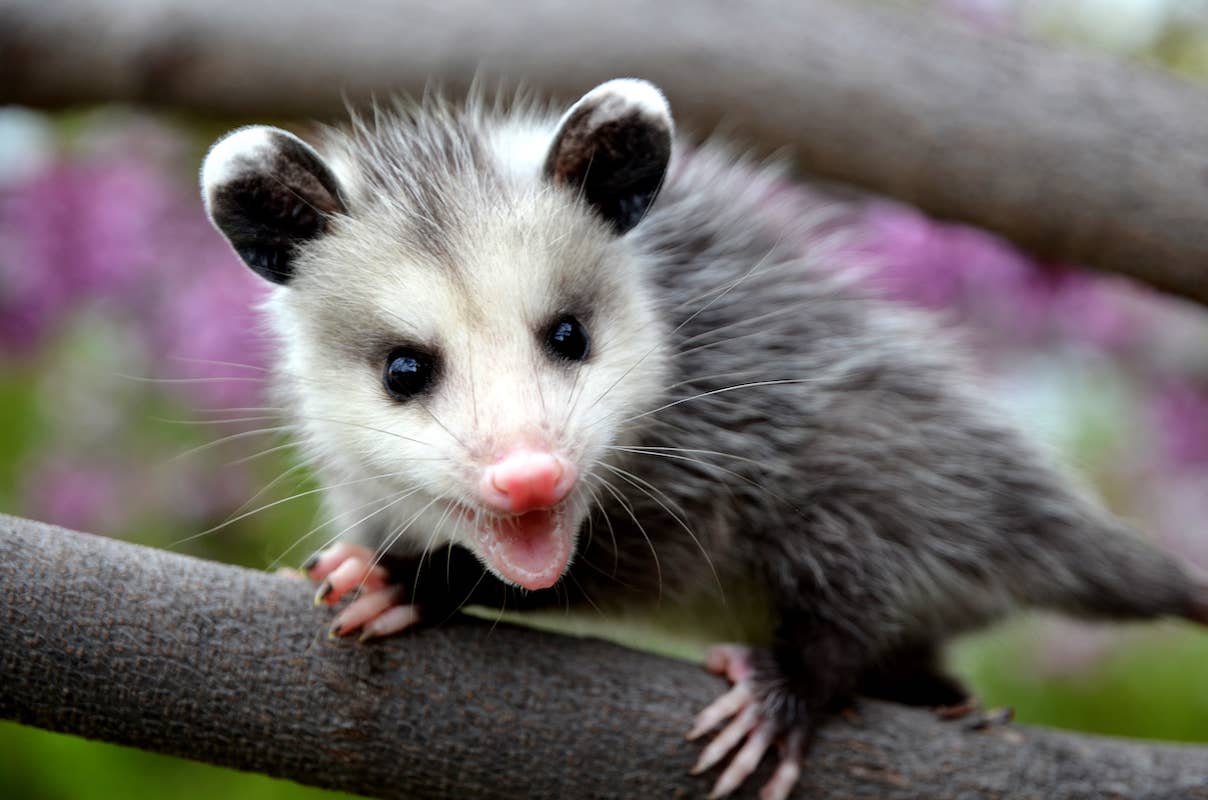 Orphaned Baby Opossum at Cincinnati Zoo Has Everyone Falling in Love ...