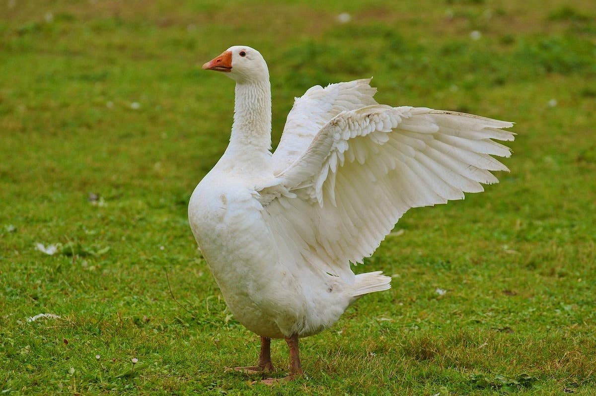 Sassy Sicilian Goose Who 'Won't Leave Until He Gets a Pastry' Is Living ...