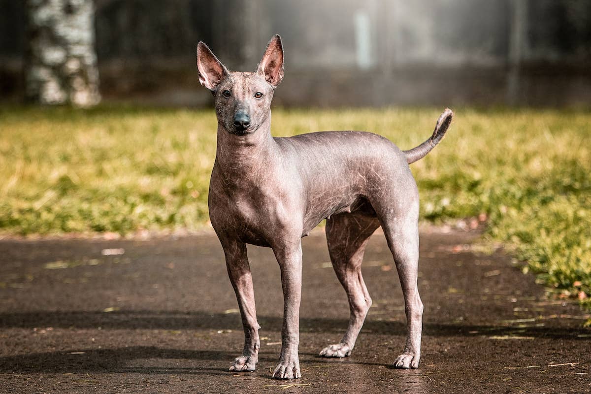 Stray 'Spirit Guide' Xolo Dog Appears in Family's Yard the Same Day ...