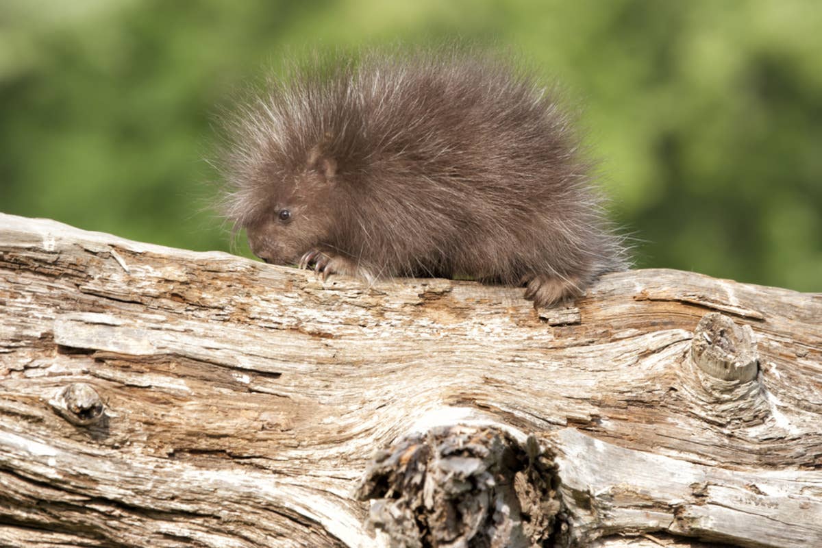 New Tiny Baby Porcupine at Fort Worth Zoo Couldn't Be More Adorable ...
