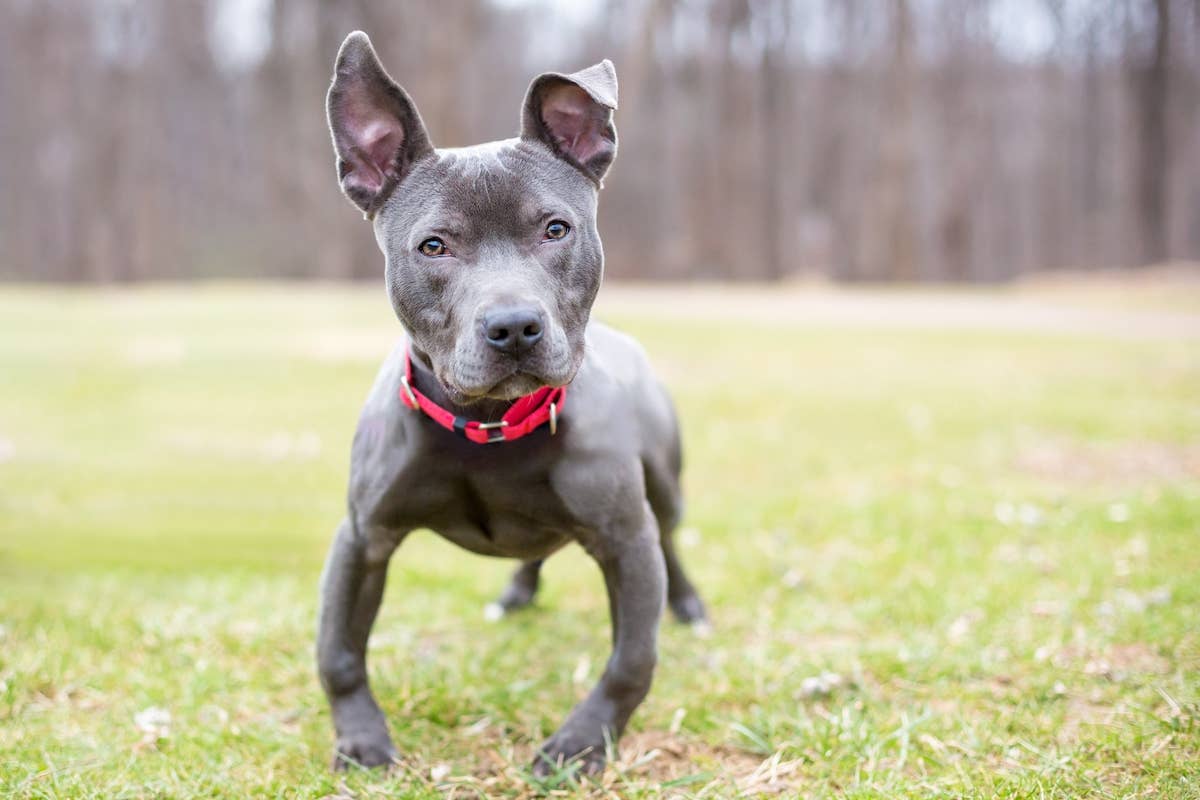 Overlooked Shelter Pit Bull Gets 'So Excited' When People Simply Spend ...