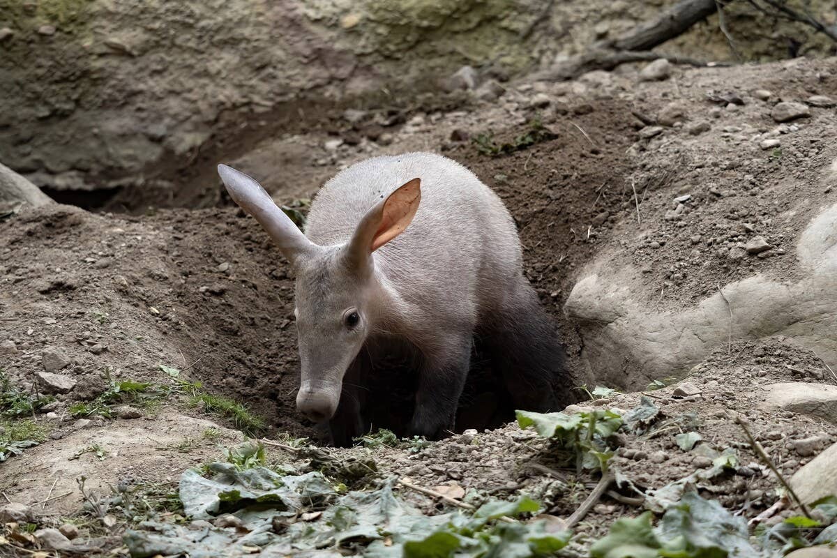 Adorable Aardvark Burrowing Away Like It’s Nobody’s Business Is ...