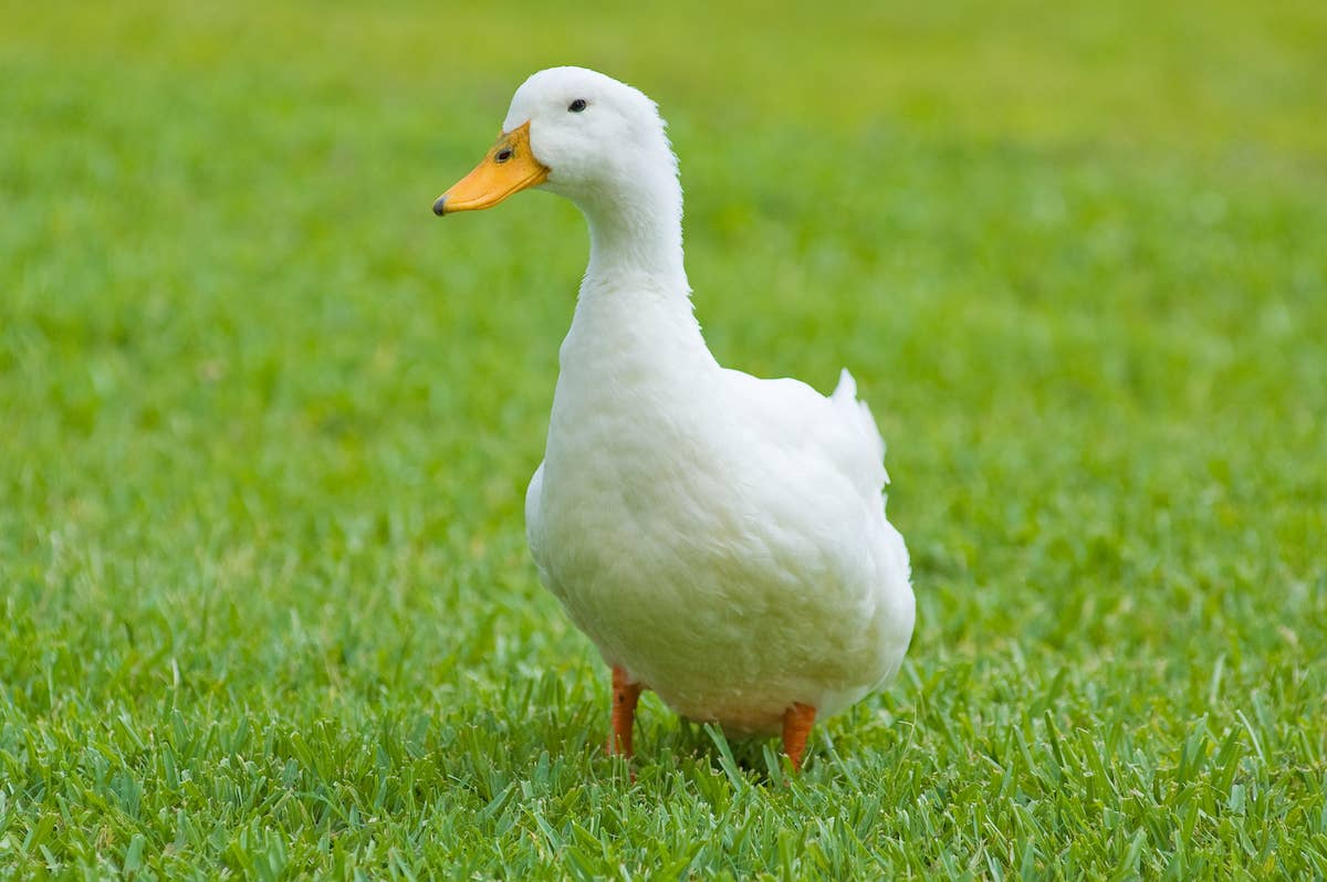 Ducklings