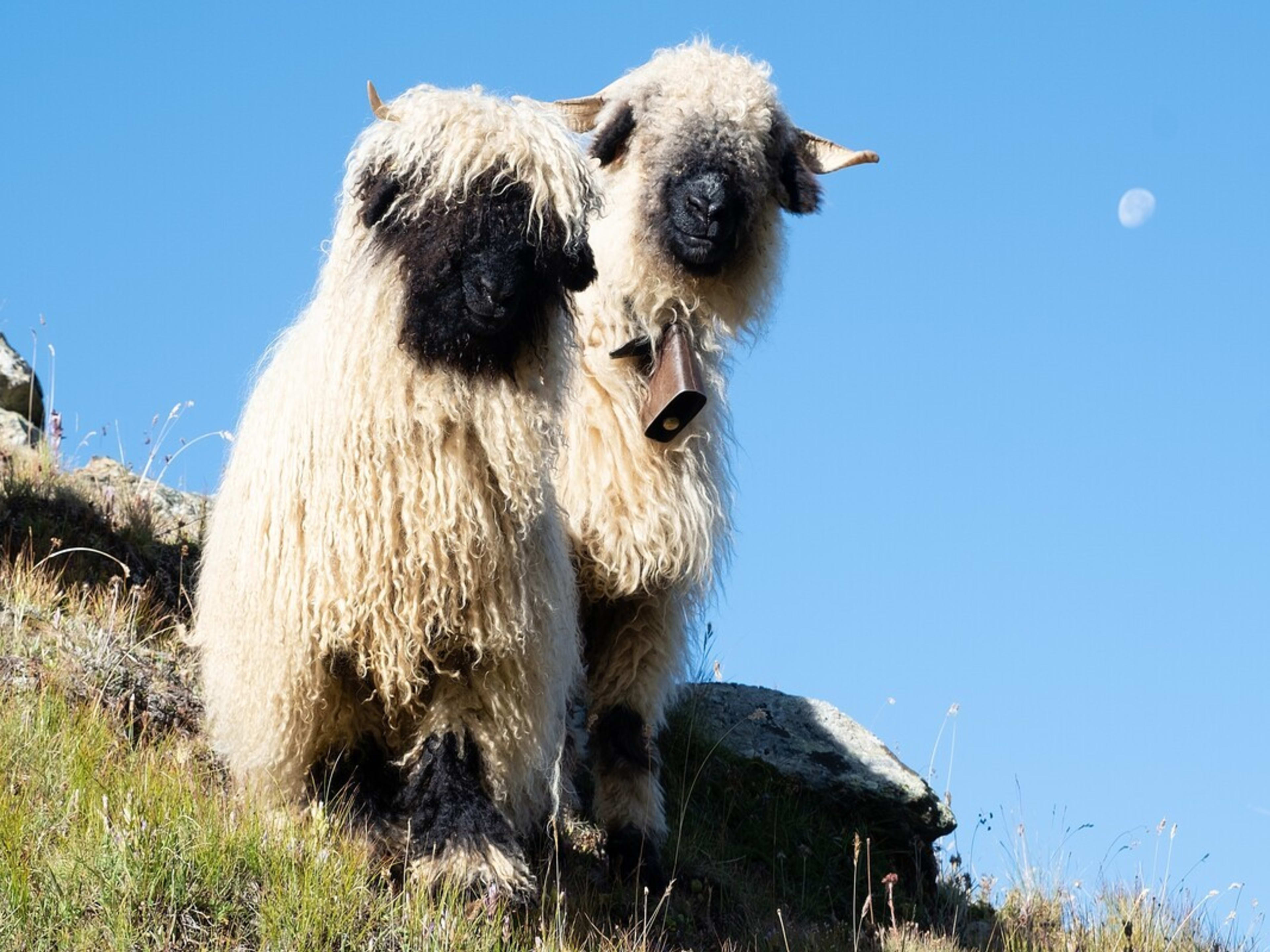 Big, Fluffy Sheep Siblings Hopping Around Front Yard Together Have the ...