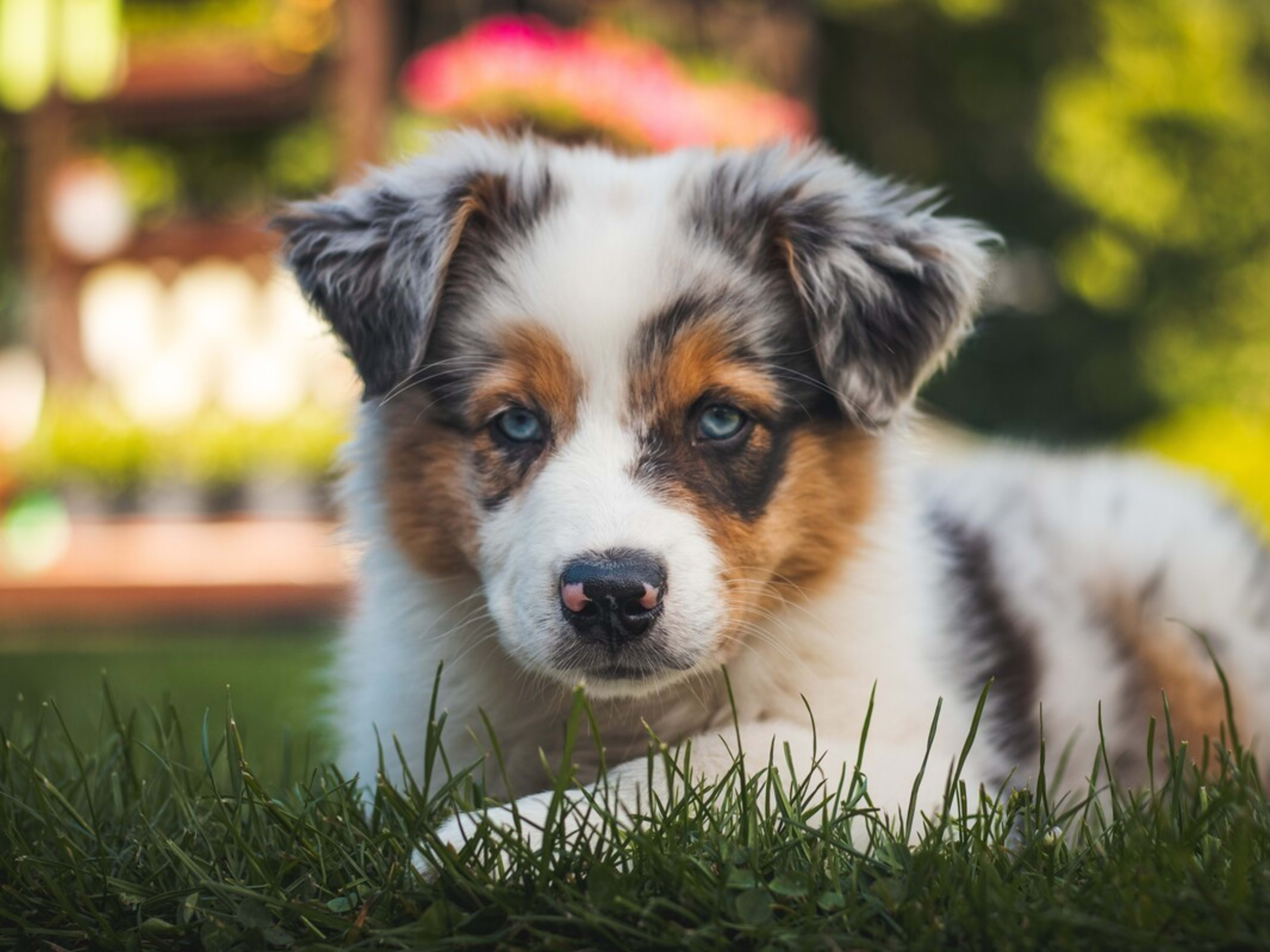 Mini Australian Shepherd’s First Time Playing With New Rainbow Ball Is ...
