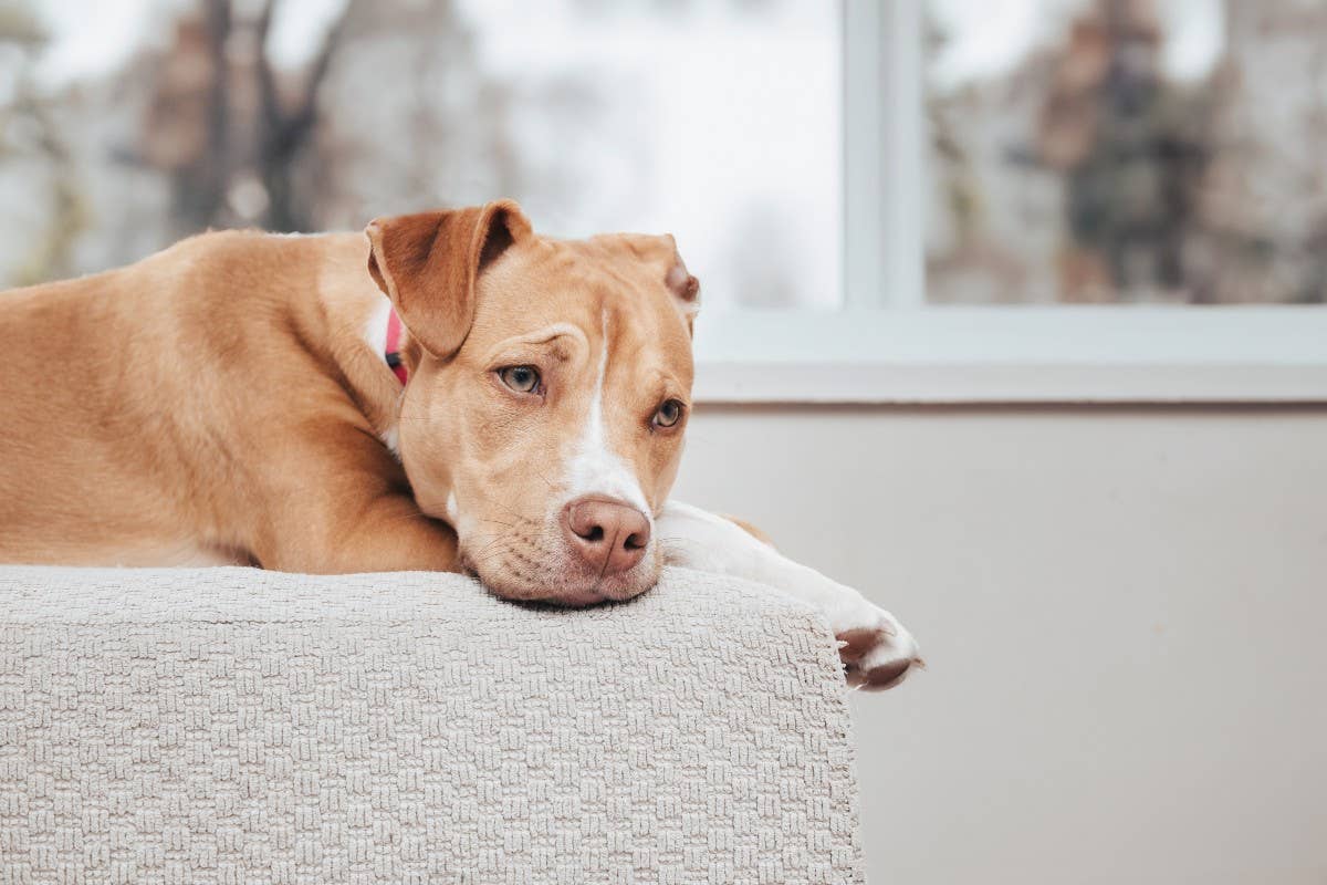 'Needy' Pit Bull Interrupts Mom's Movie Time With His Own Oscar-Worthy ...