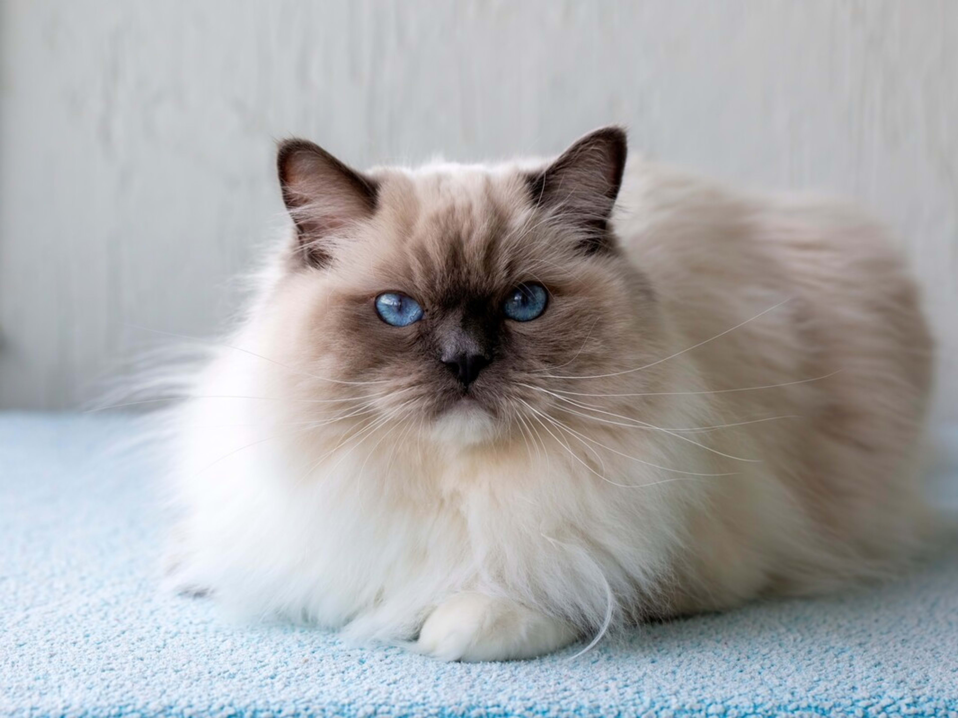 Cat’s Hilarious Way of Telling Her Human She's Out of Food Has People ...