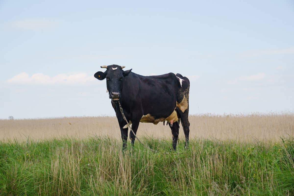Rescue Cow Steps Up As 'Sanctuary Protector' Out of Gratitude for Human ...