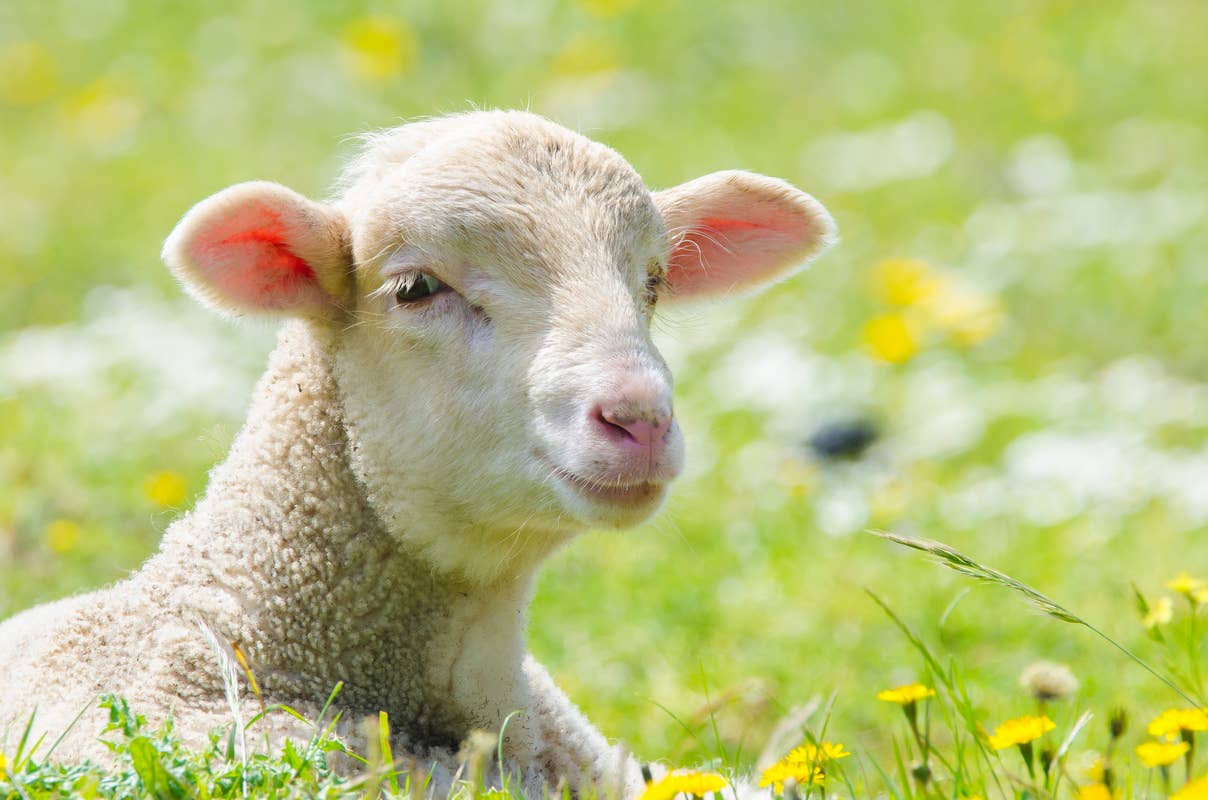 Couple Rescues Orphaned Lamb Who Fell in Pond and Instantly Fall in ...