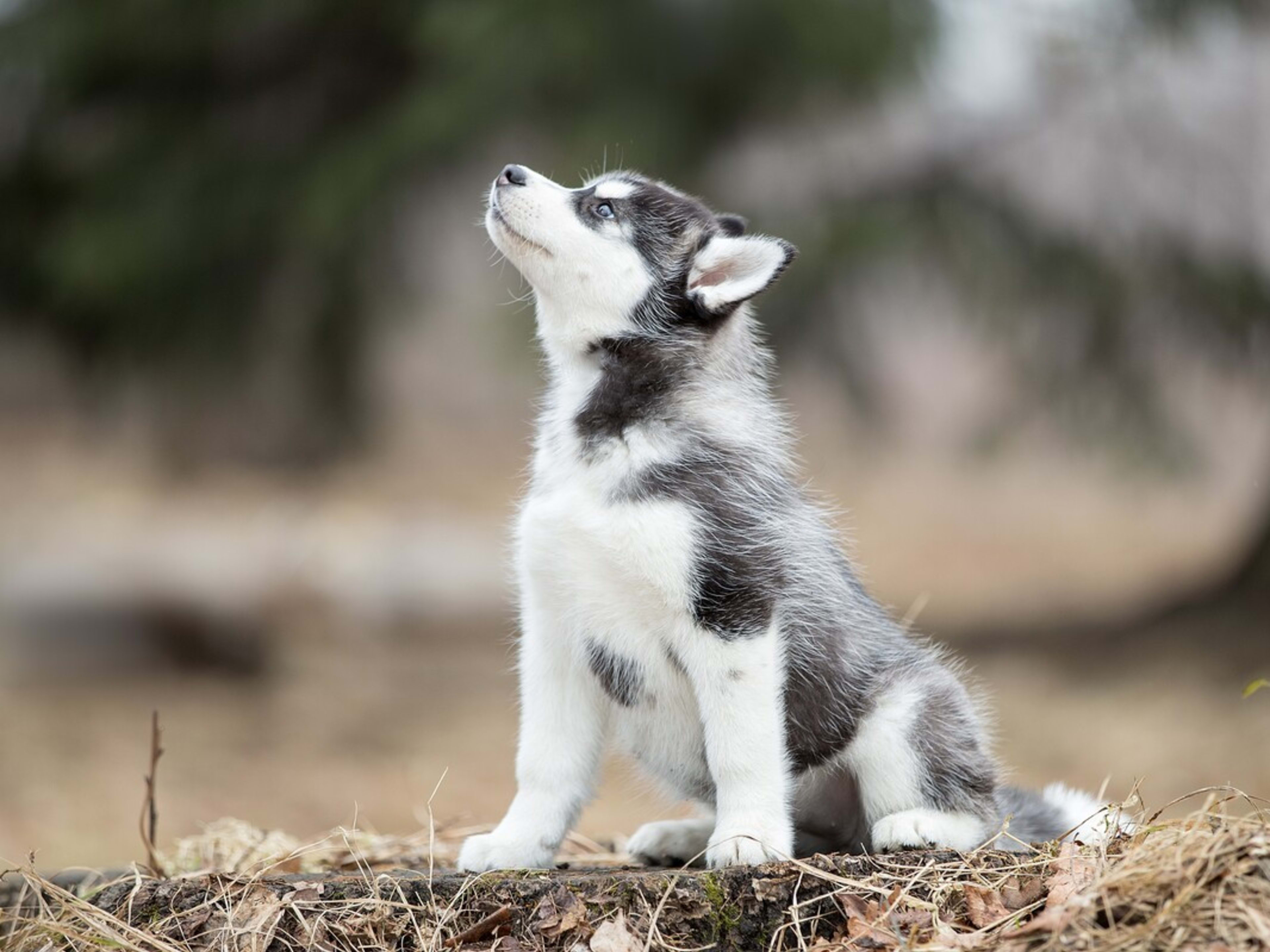 Cutest Husky Puppy Ever