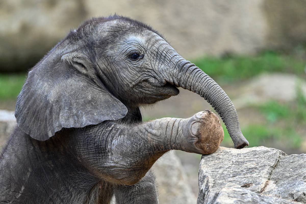 200-Pound Baby Elephant Demanding Cuddles From Sanctuary Volunteer Has ...