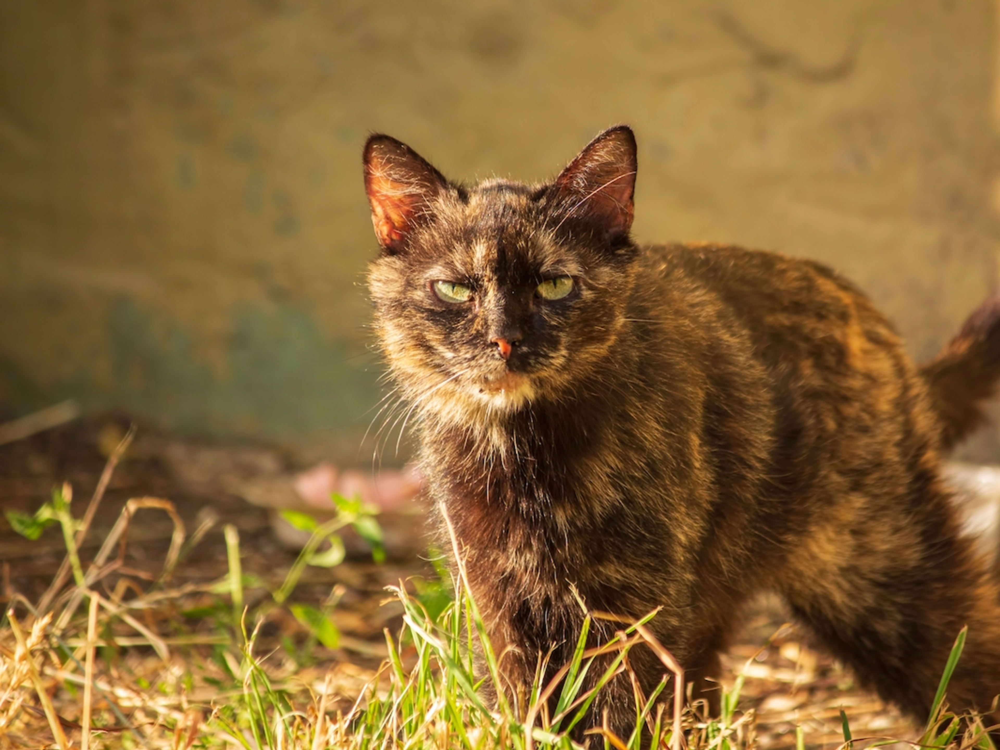 tortoiseshell cat outside