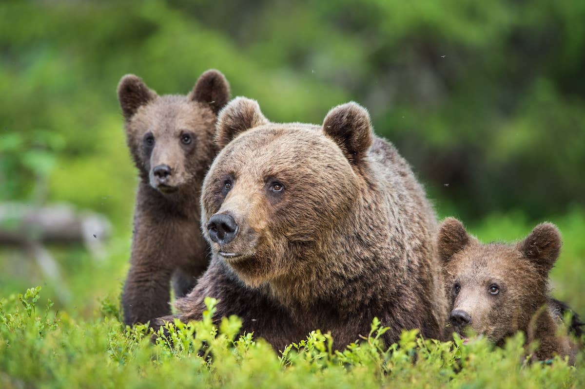 Bear Guide's Close Up Encounter With Mama Grizzly Bear and Cubs Has ...