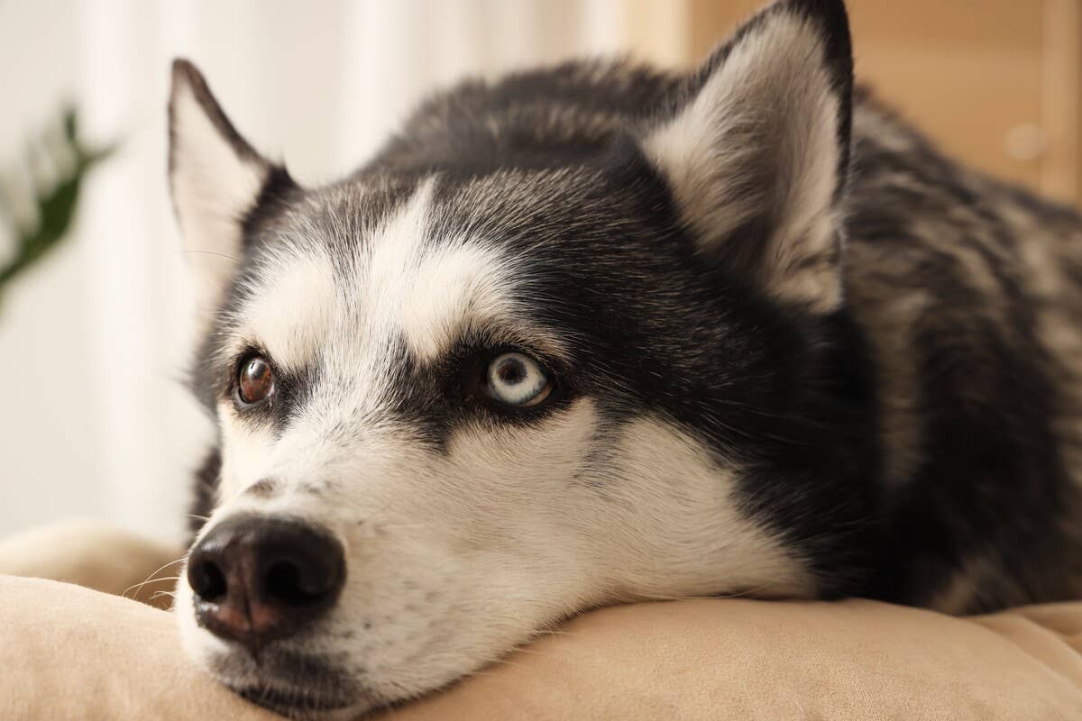 Husky Mom Breaks Down the Hilarious Signs That You’re in a ‘Toxic ...