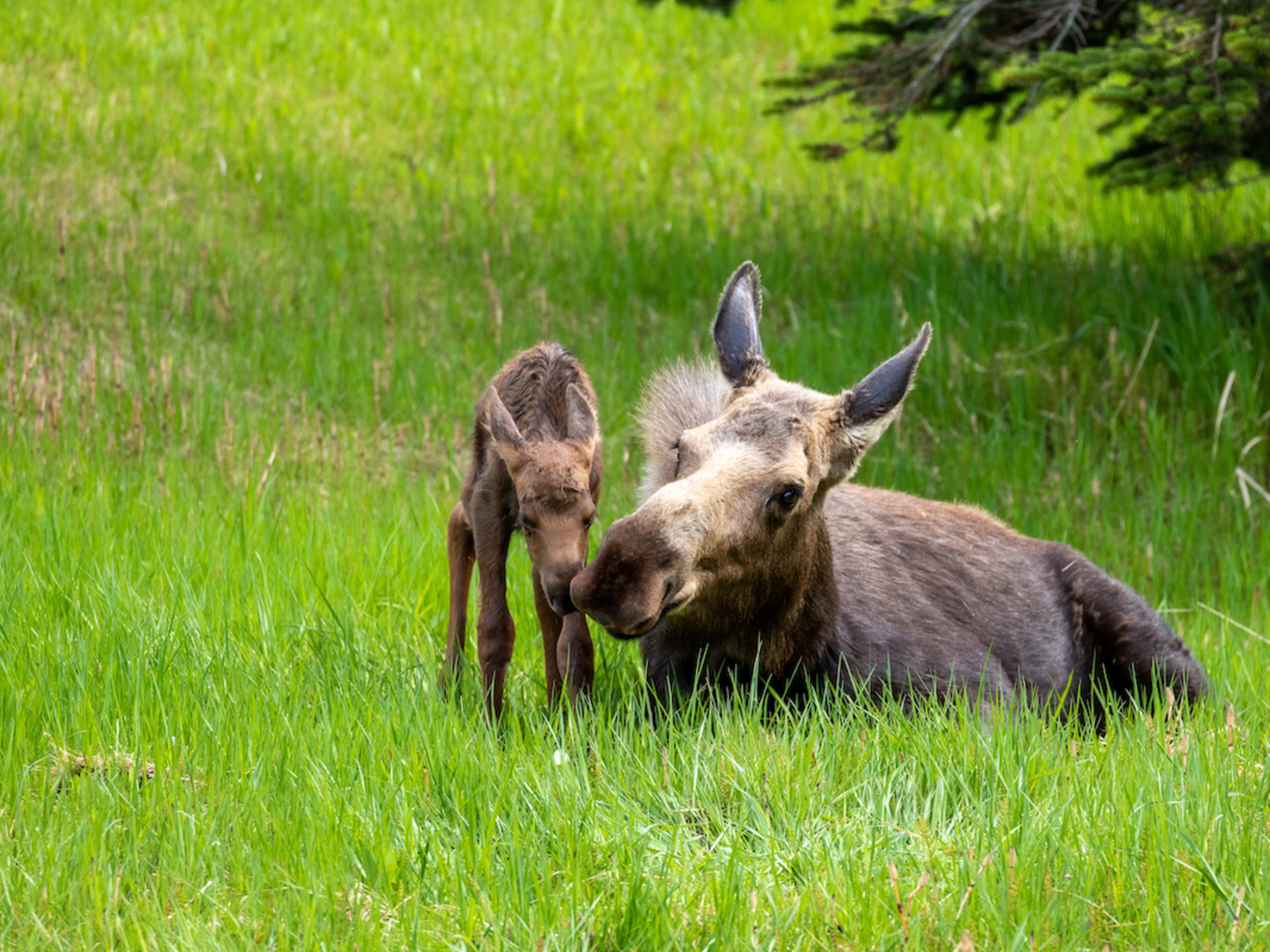 Newborn Moose Takes Wobbly First Steps Moments After Being Born Outside ...