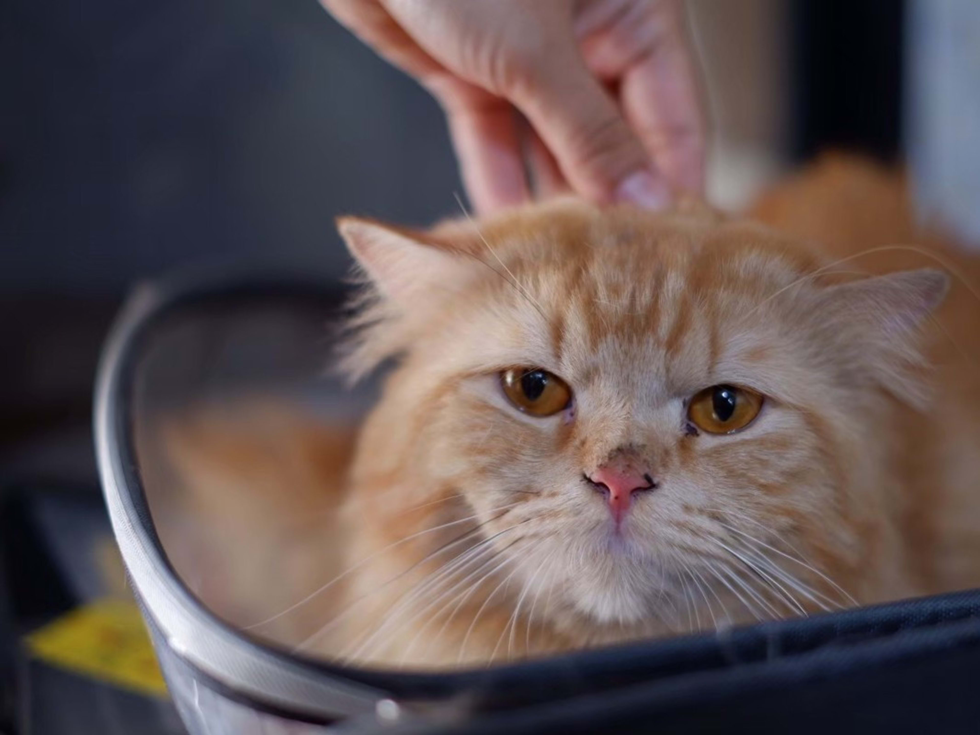 New Study Reveals How Cats Grieve & It's Downright Fascinating - PetHelpful