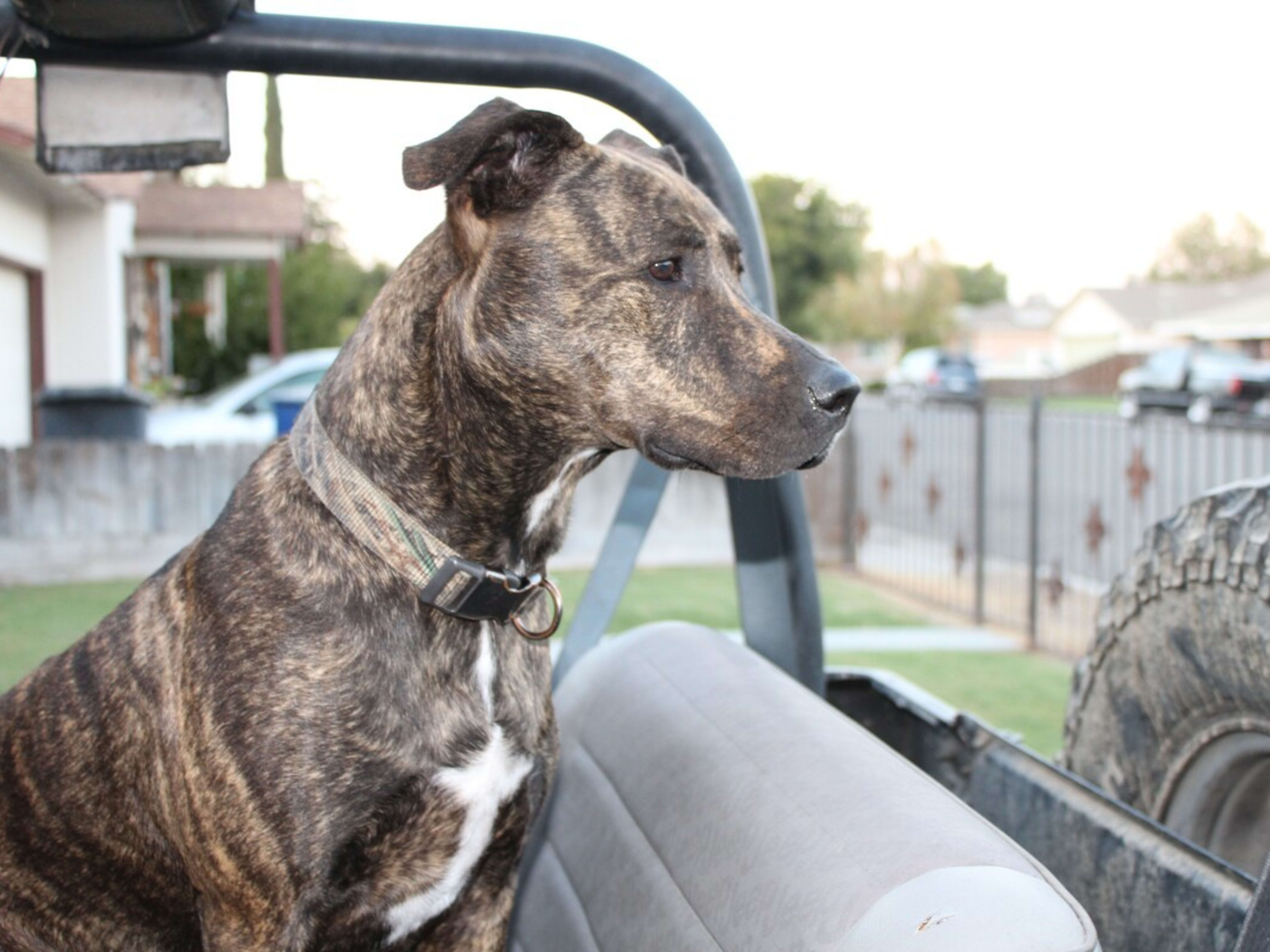 Pit Bull Refuses To Get Out of ATV Because He Doesn’t Want the Ride to ...