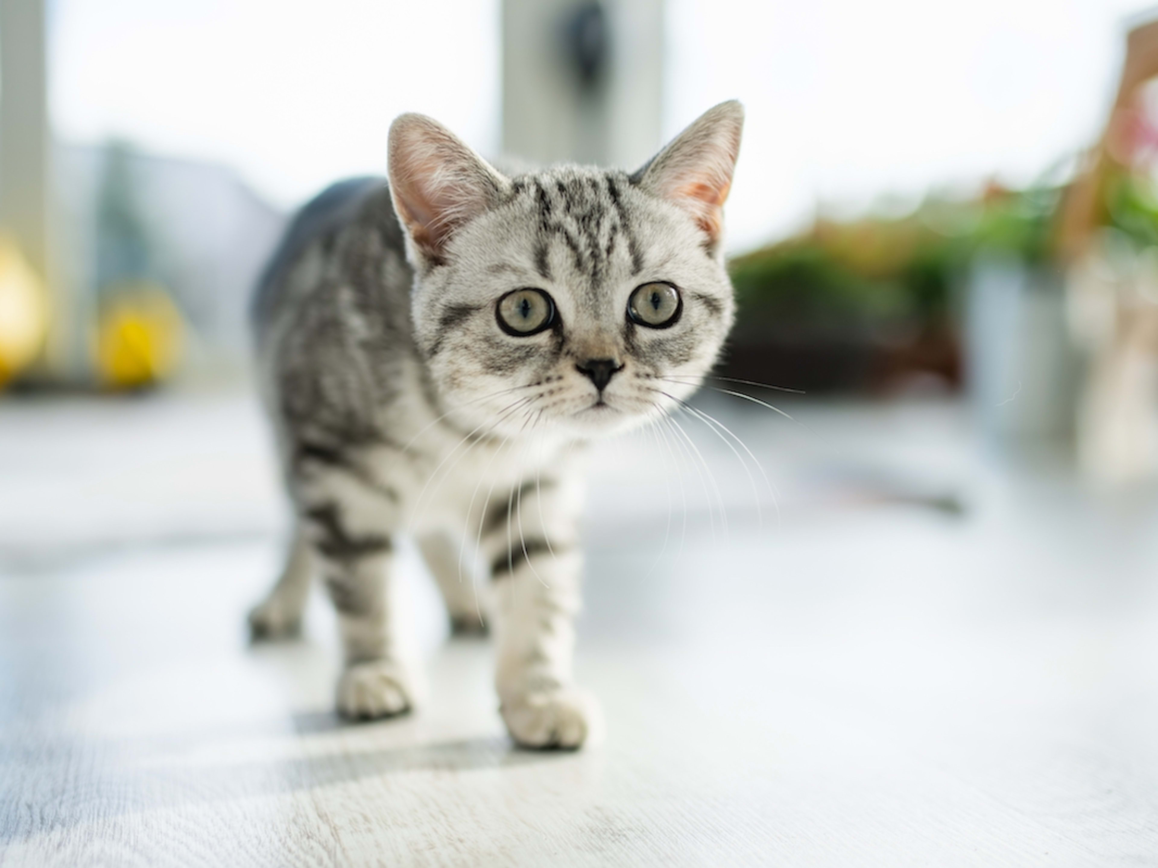 3-Month-Old Kitten Falling in Love With His Golden Retriever Brother Is ...