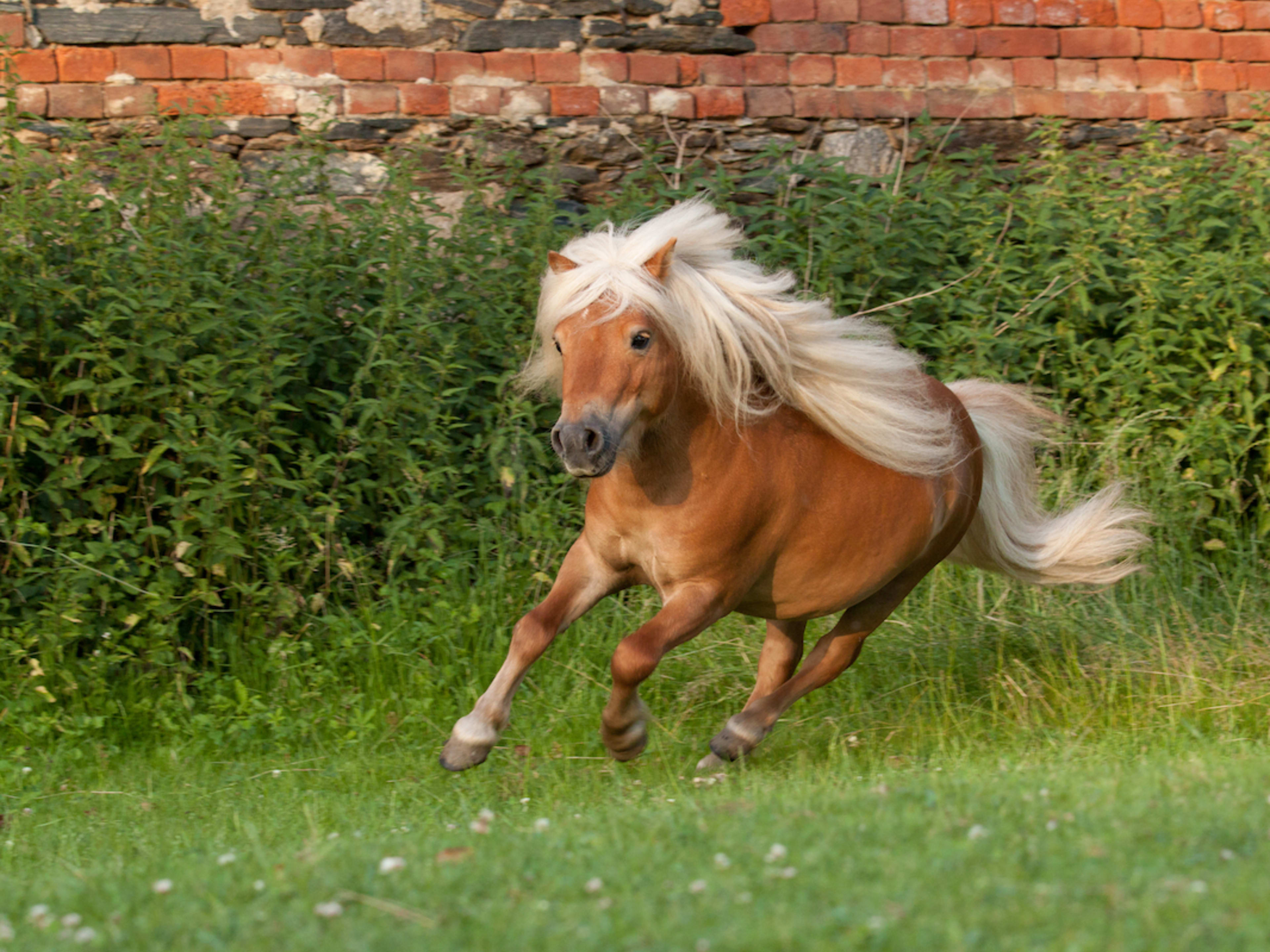 UK Senior Home Residents 'Running With Shetland Ponies' Is the Most ...