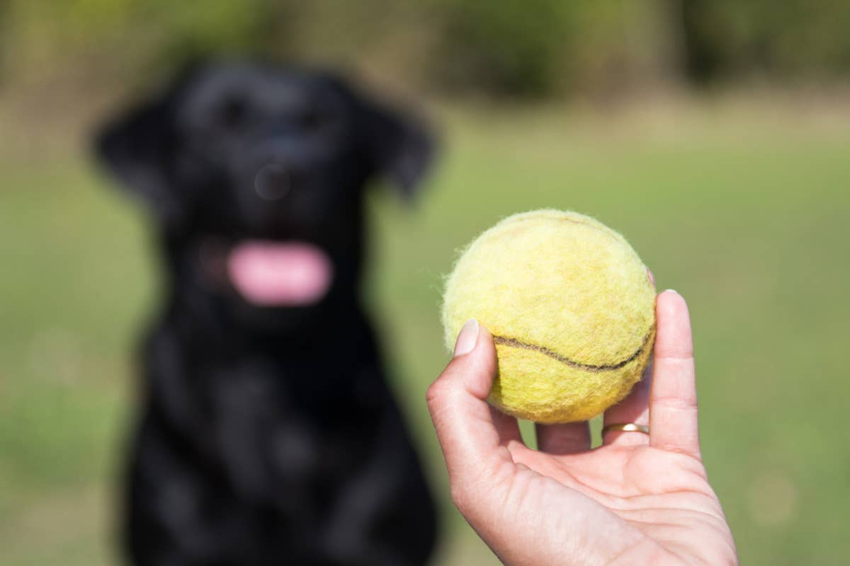 Labrador Retriever and Toddler Adorably Baffled After Ball He Was ...