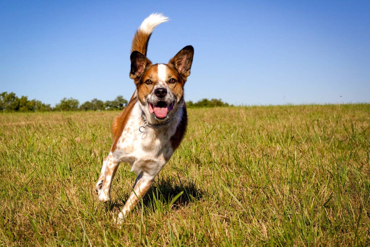 Cattle Dog's Admiration of Her Own Reflection Is the Self-Confidence We ...