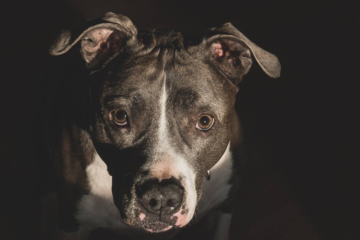 Volwassen Pitbull Senior American Pit Bull Terrier With Cropped Ears