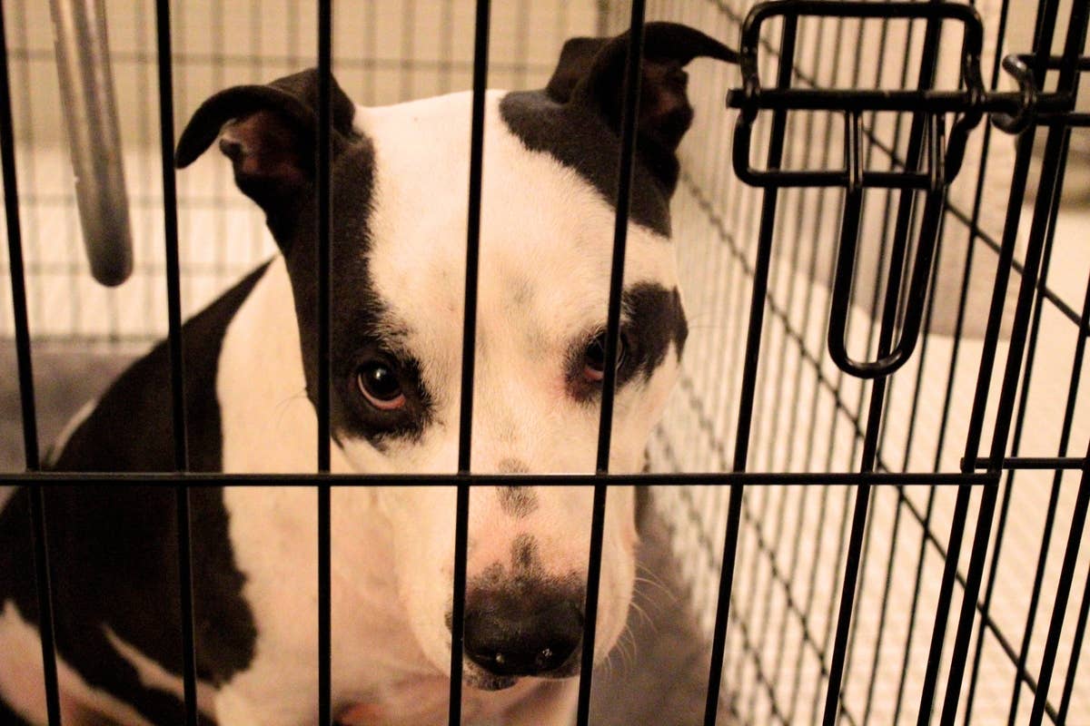 Video of Moment Frightened Rescue Pit Bull Finally Takes His First ...