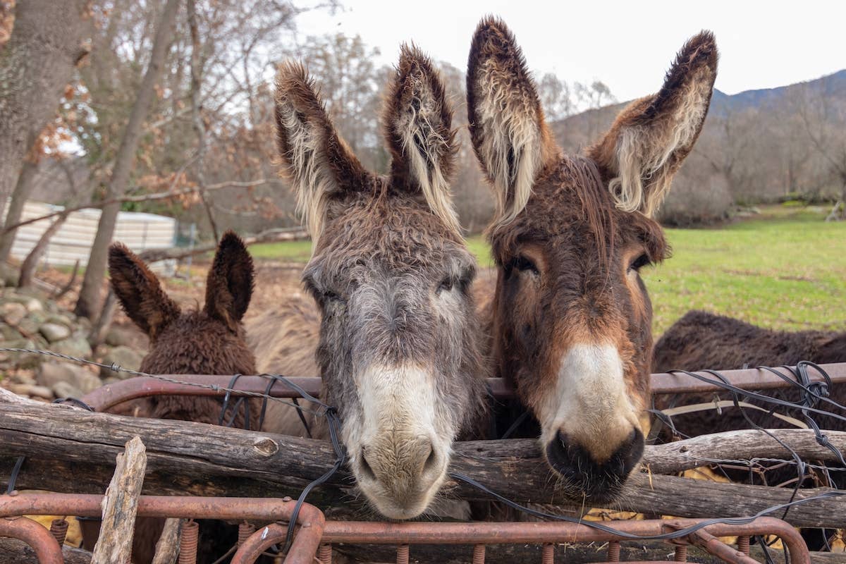 Herd of Sweet Miniature Donkeys Can't Get Enough of Dad's 'Disney ...