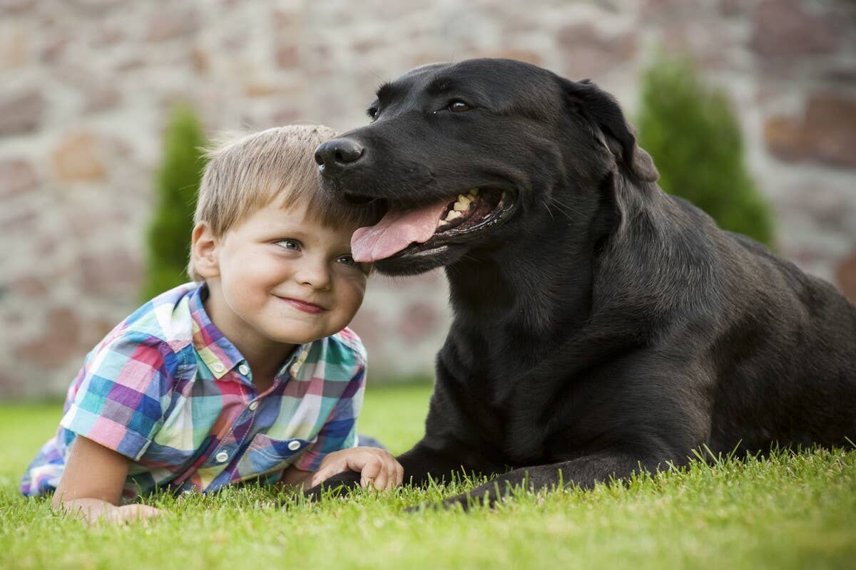 Black Labrador's Sweet Snack Time with Human Sibling Is Giving People ...
