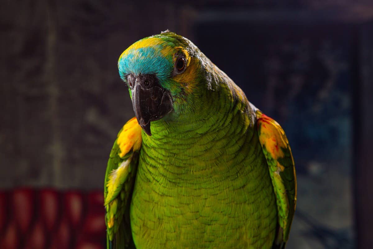Funny Macaw Stops in His Tracks Then Breaks Into Dance Upon Hearing ...