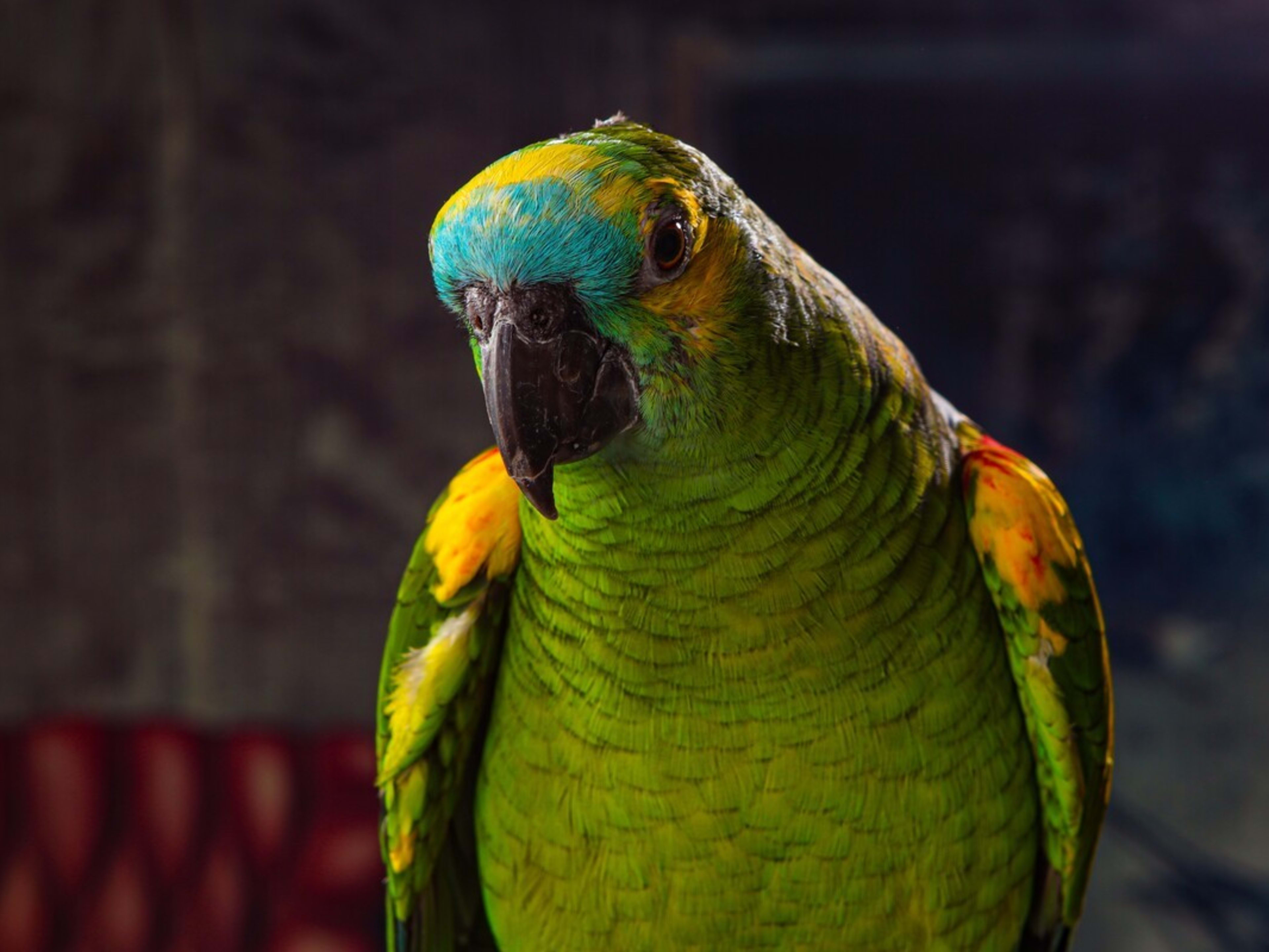 Macaw