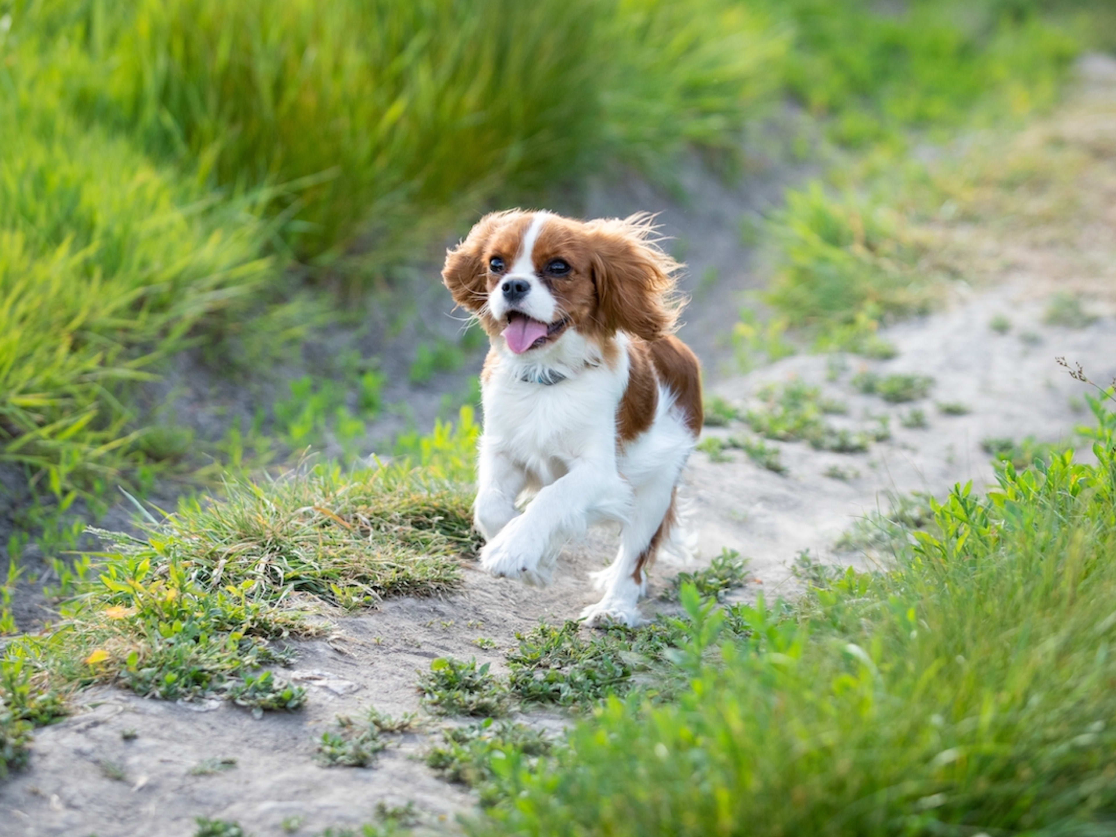 Curious Cavalier King Charles Spaniel Puppy Getting Cow Kisses and ...