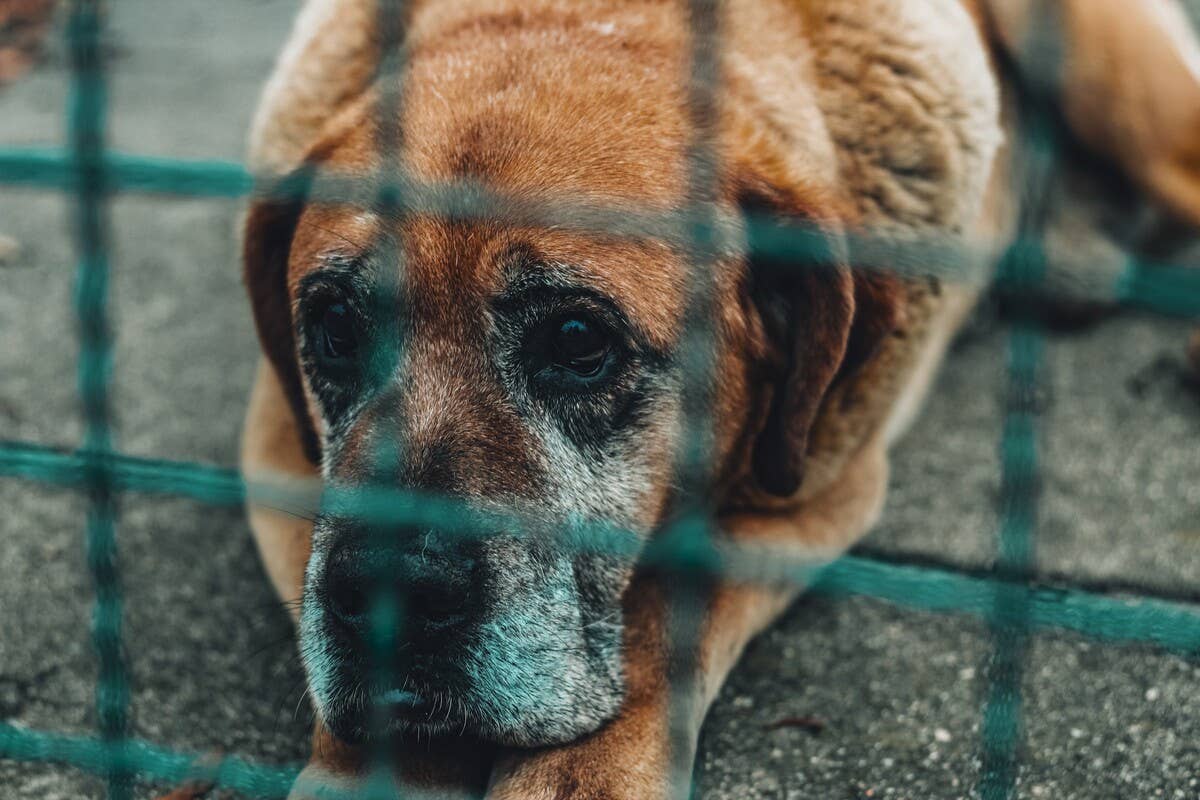 Woman's Kind Gesture Toward Lonely Dog Who's Been at Shelter for 4 ...