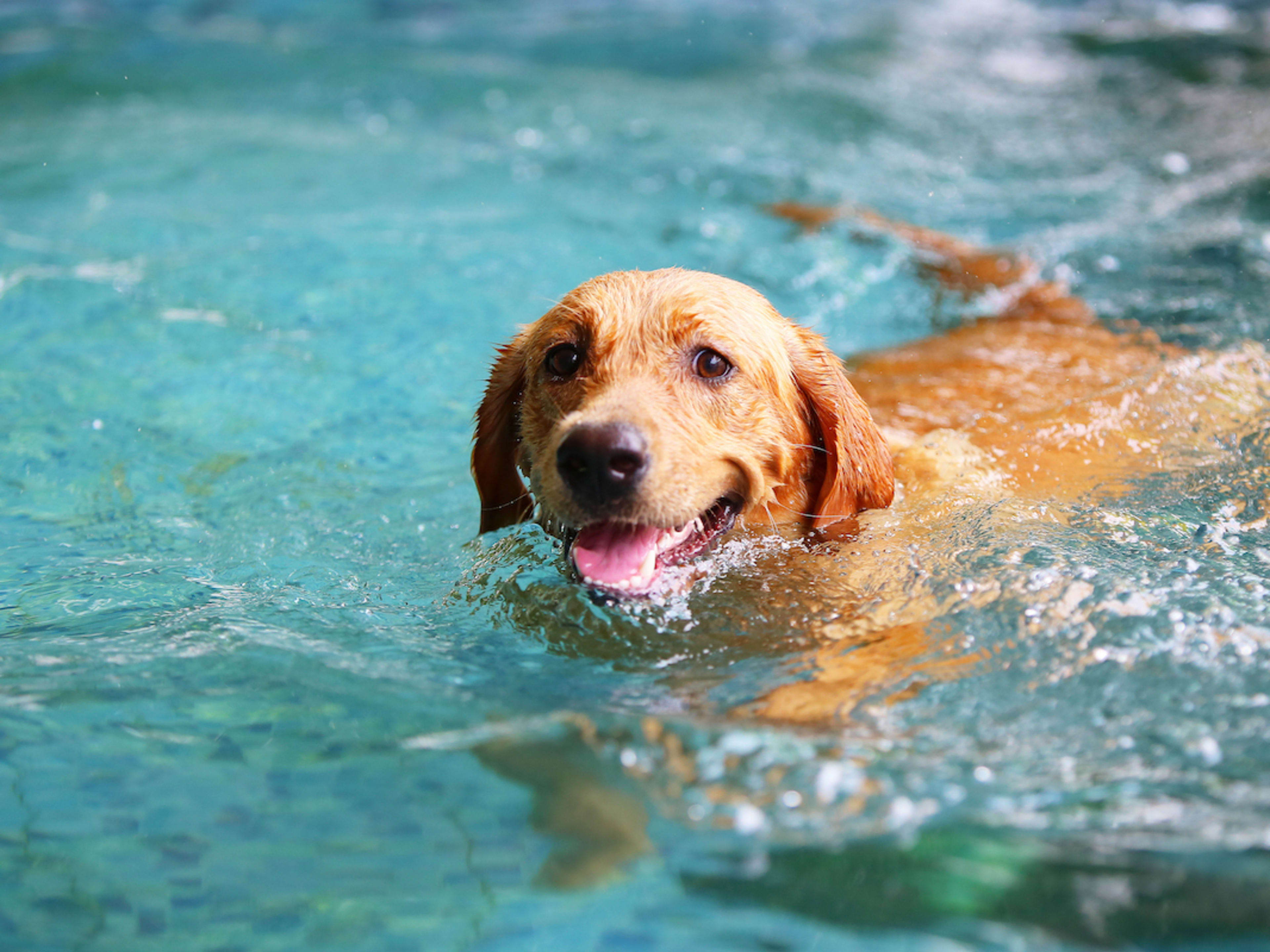 Yellow Labrador Retriever Joyfully Swimming in the Rain Is the ...
