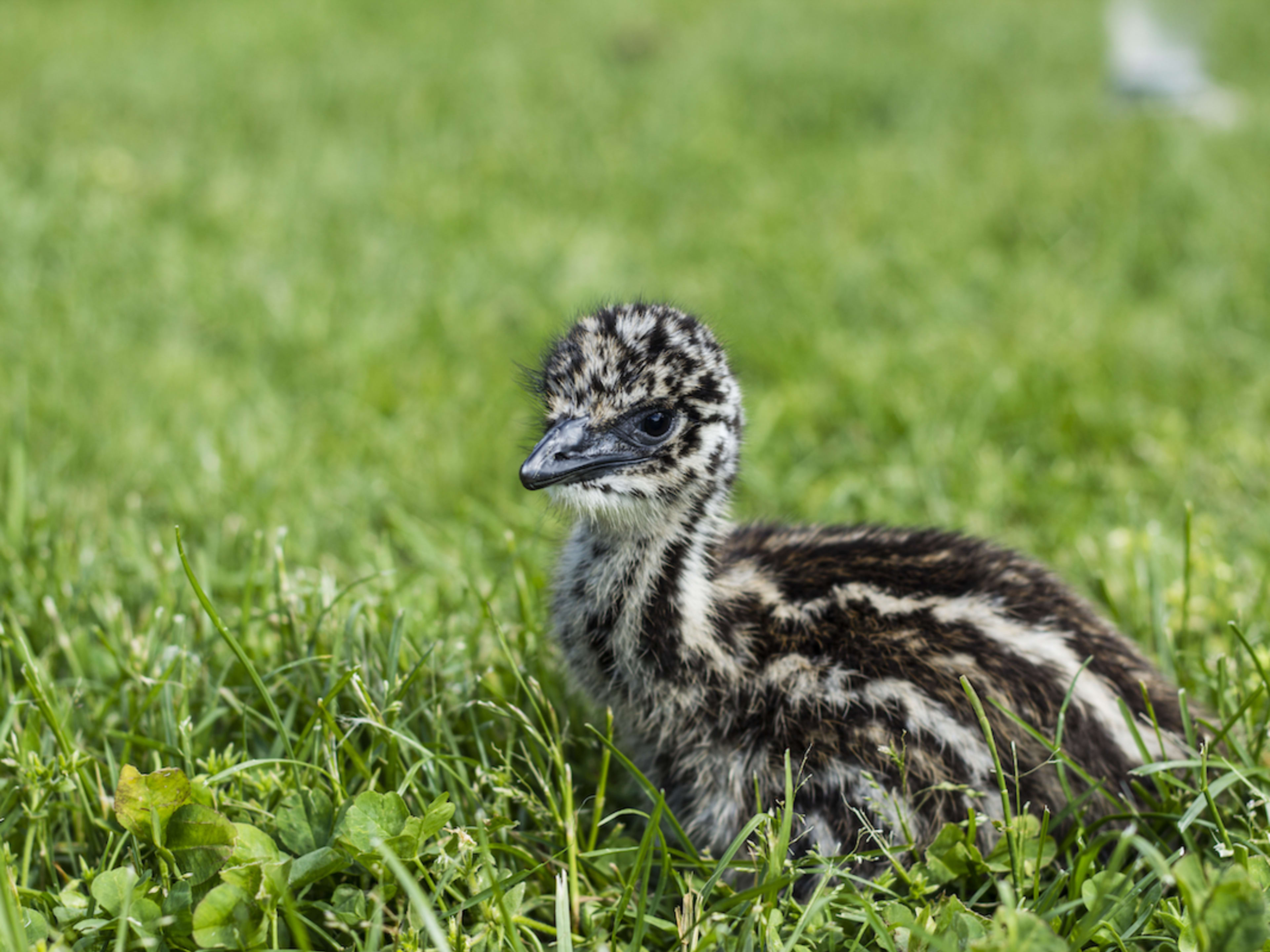 One-of-a-Kind Baby Emus Born Without Feathers Baffle Rescuers and Fans ...