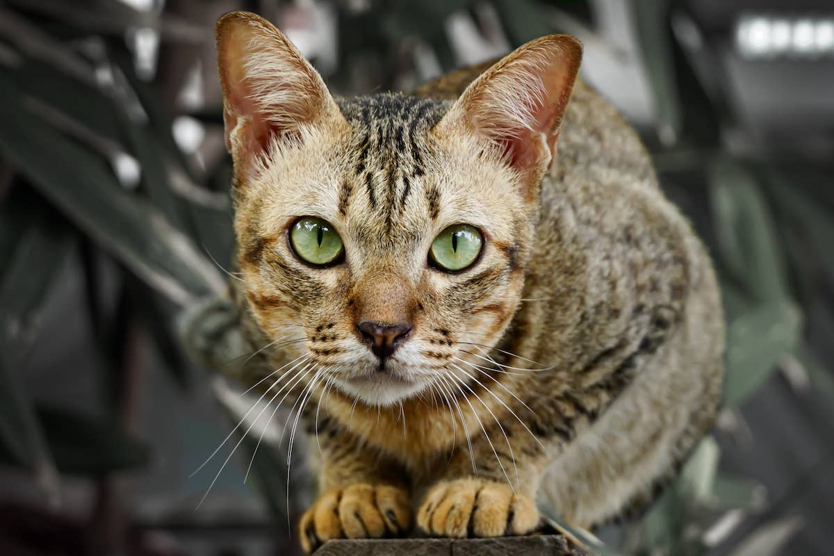 Senior Rescue Cat’s Wide-Eyed Stare Has To Be Seen To Be Believed ...