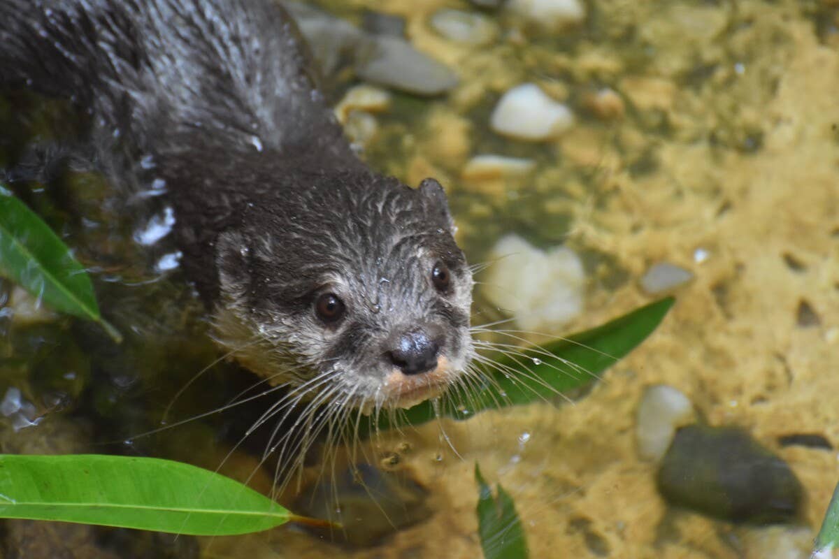 Latest Update on Status of North American River Otter Has People ...