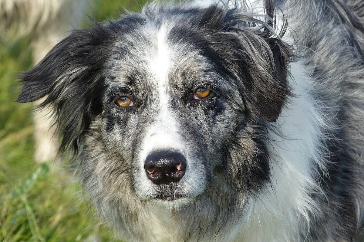 Border Collie's Intense Stare Down With Cat-Shaped Decoration at Vet's ...