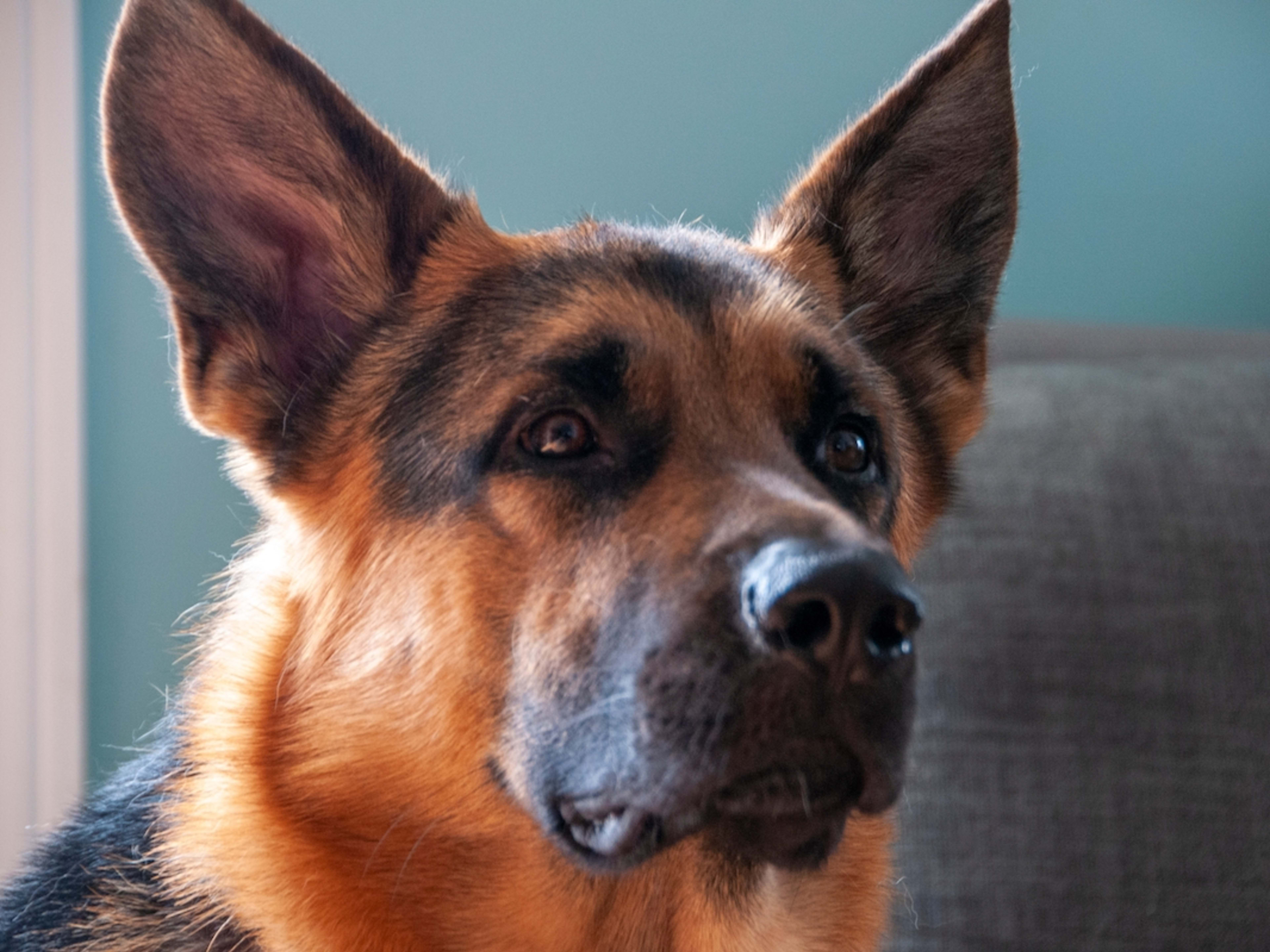 Retired K9 German Shepherd Becomes Sweetest Foster Parent to Newborn ...