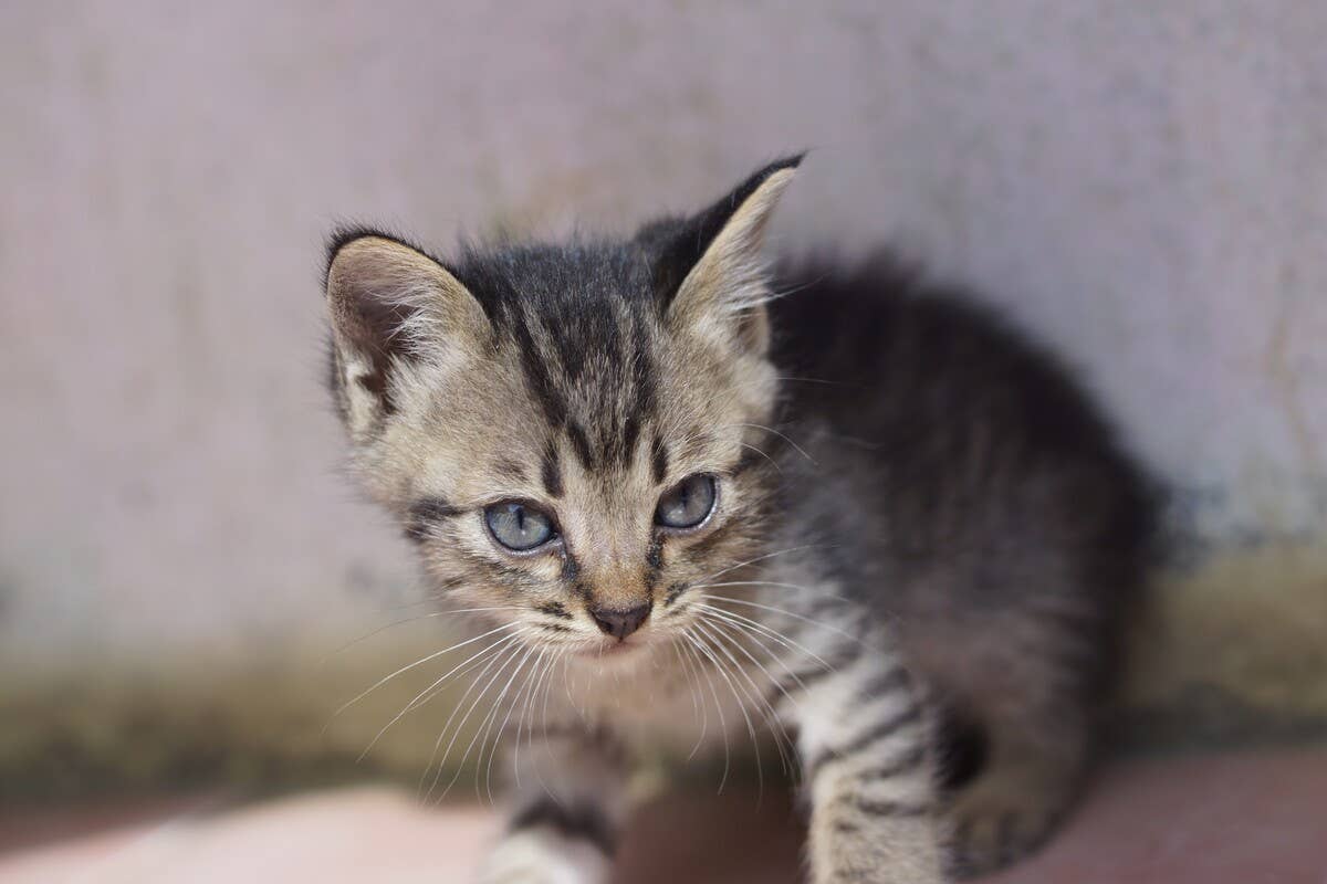 Terrified Foster Kitten Seeks Out Older Cat for Comfort and the Result ...