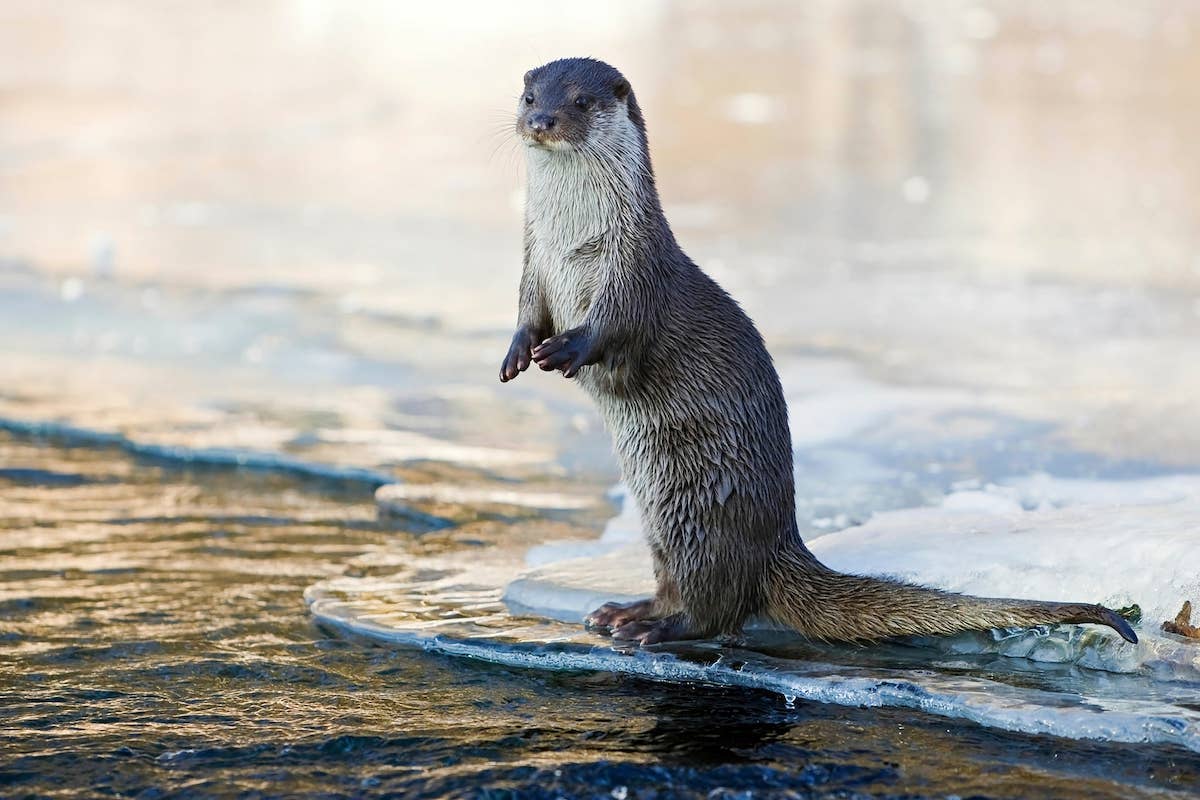 Curious River Otter Busts Through Frozen Lake to Say Hello to Lucky ...